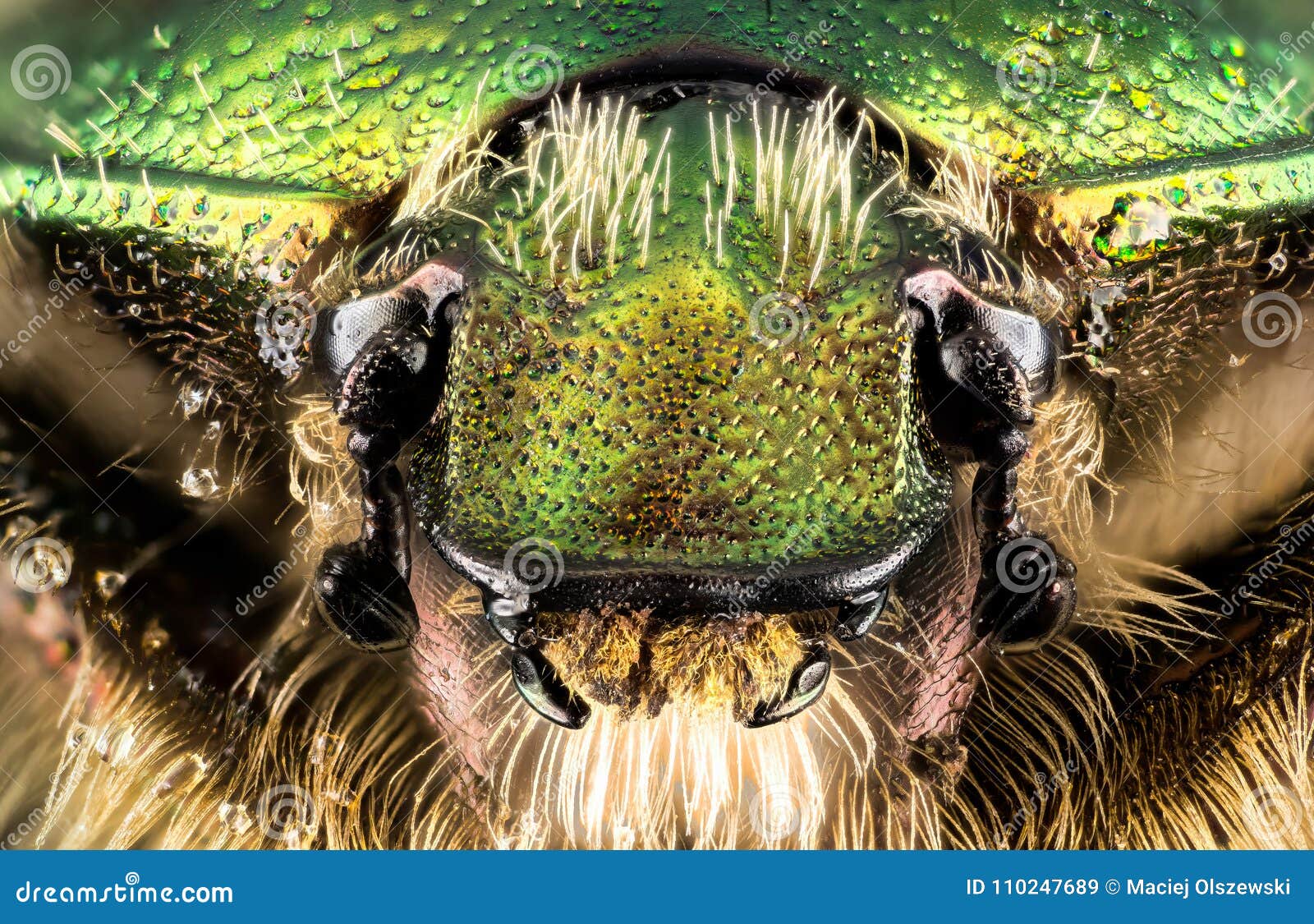 Beetle - Rose Chafer, Cetonia Aurata Stock Image - Image of ...