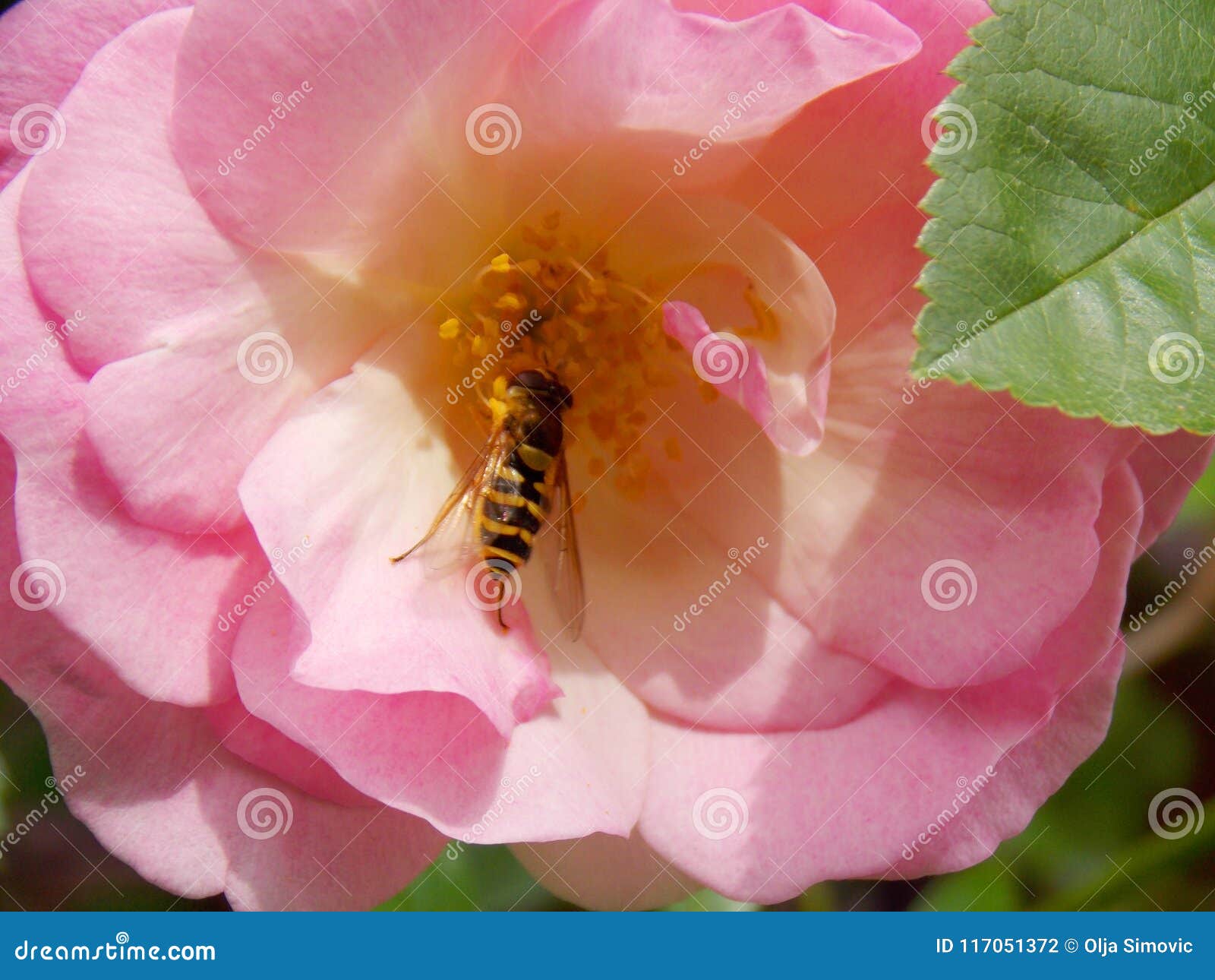 Beetle in rose flower stock photo. Image of flower, small - 117051372