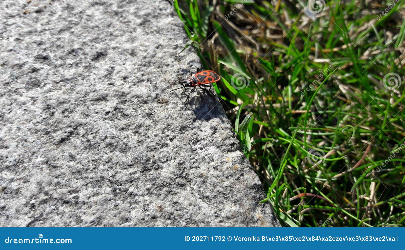 Beetle s adventure stock photo. Image of wildlife, branch - 202711792