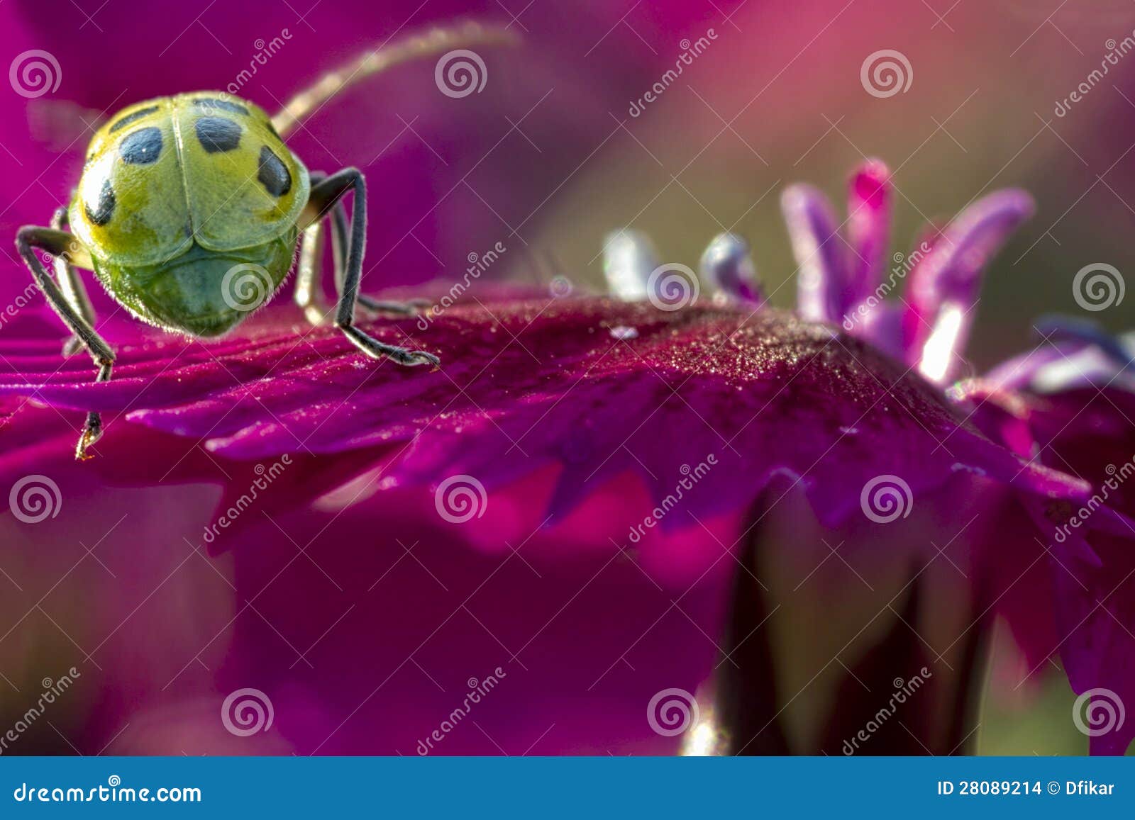 Beetle s Behind stock photo. Image of green, spotted - 28089214