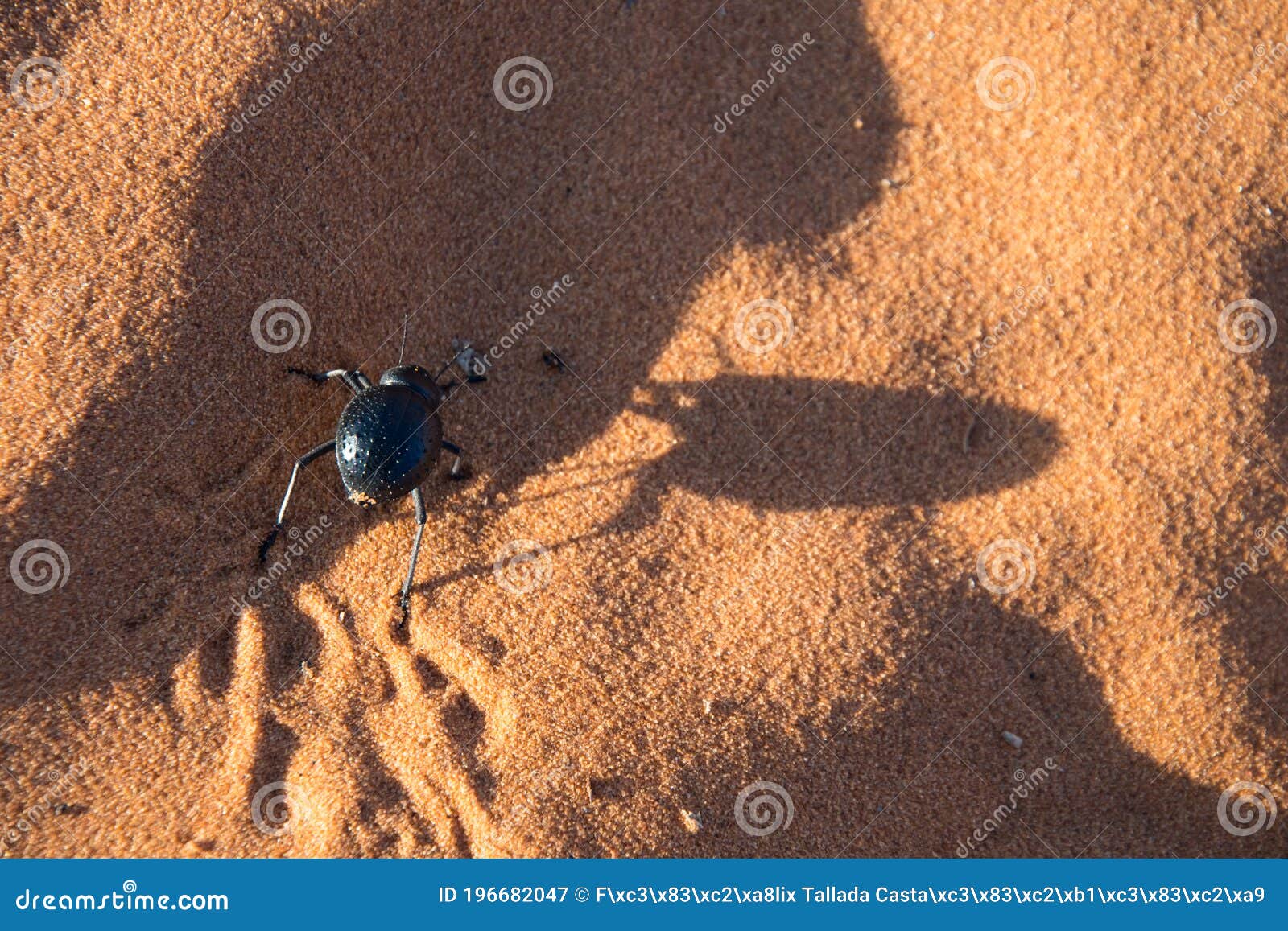 Beetle in the Sahara stock image. Image of desert, insect - 196682047