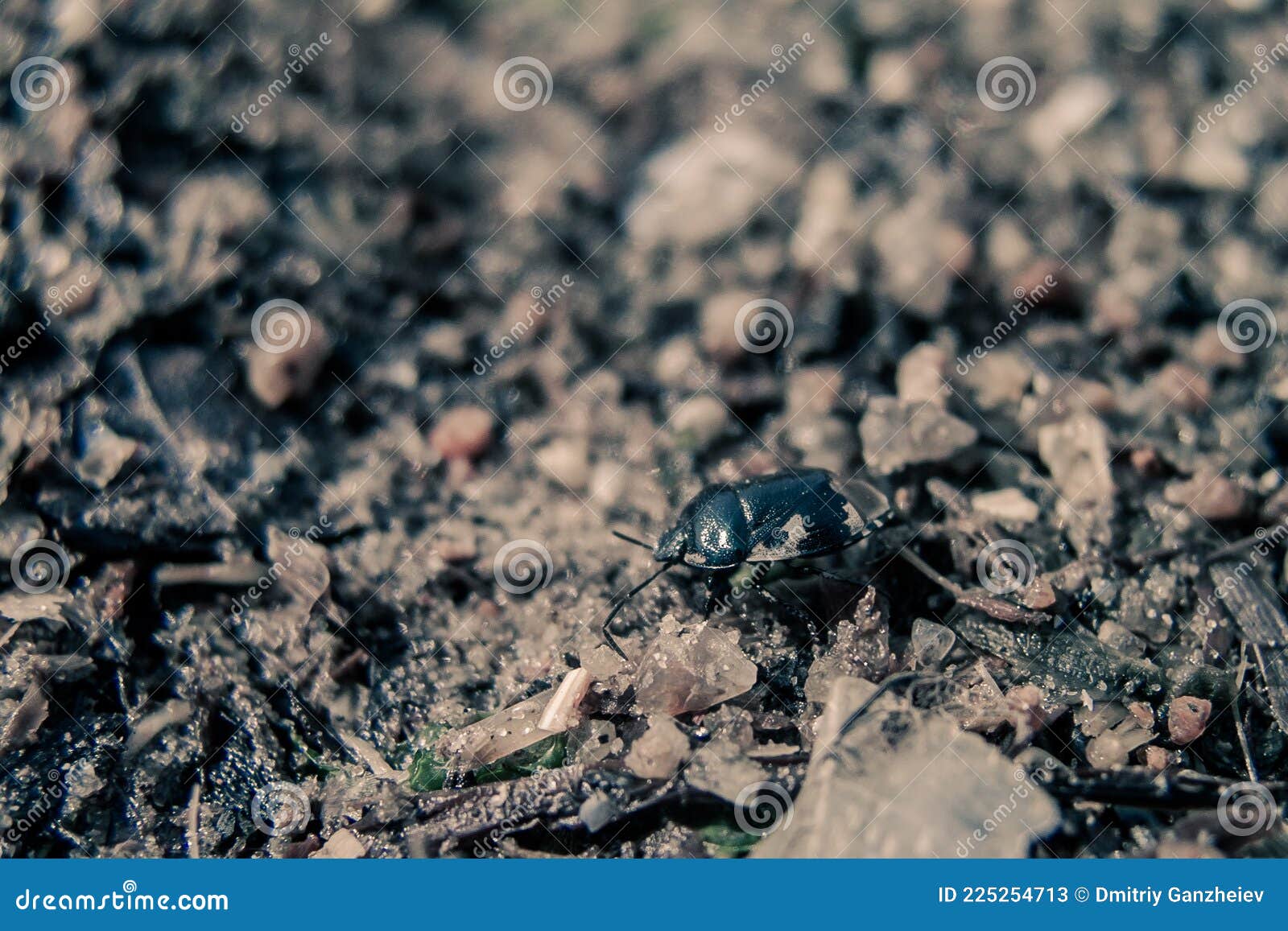 Beetle in the sand stock image. Image of small, insects - 225254713