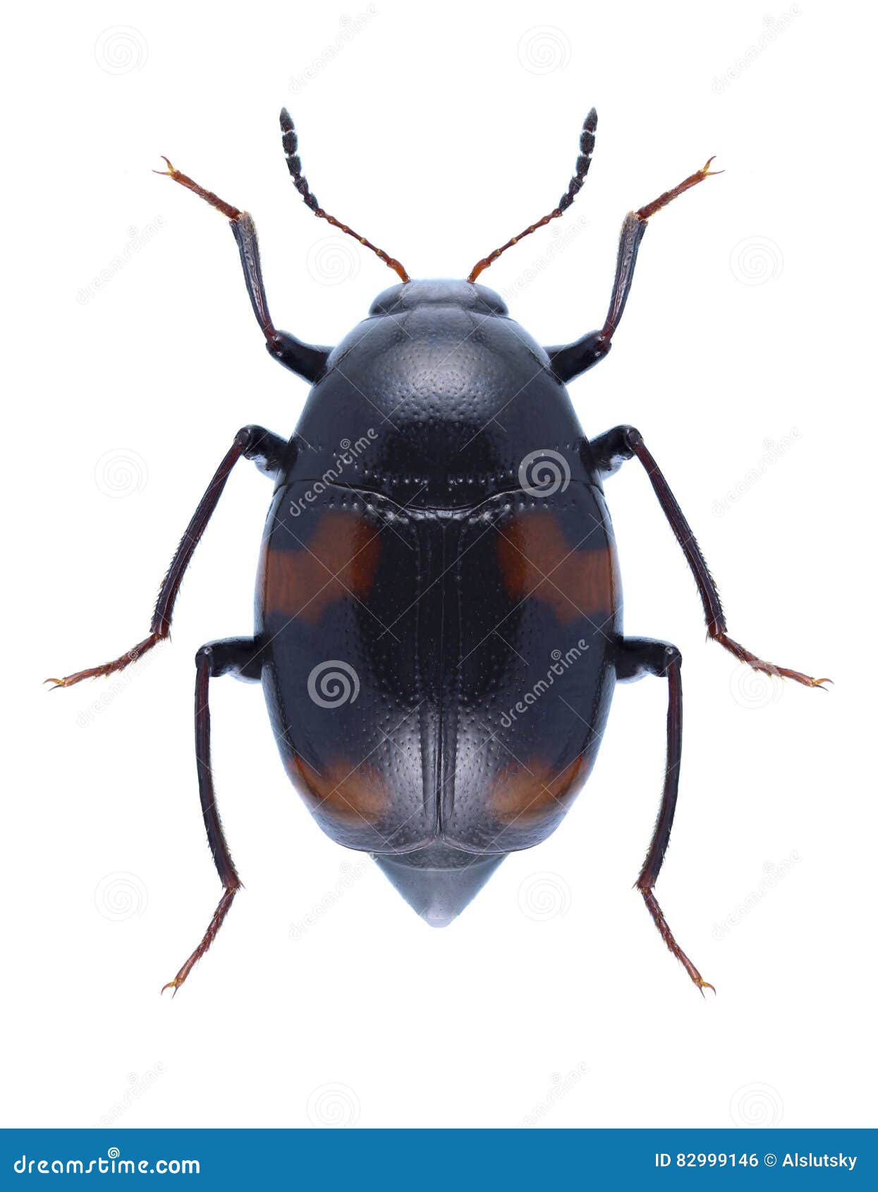 Beetle Scaphidium Quadrimaculatum Stock Photo - Image of life ...