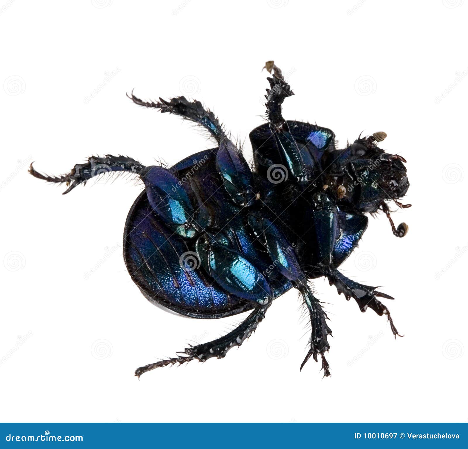 Beetle Scarab Isolated On White Royalty Free Stock Photography - Image ...
