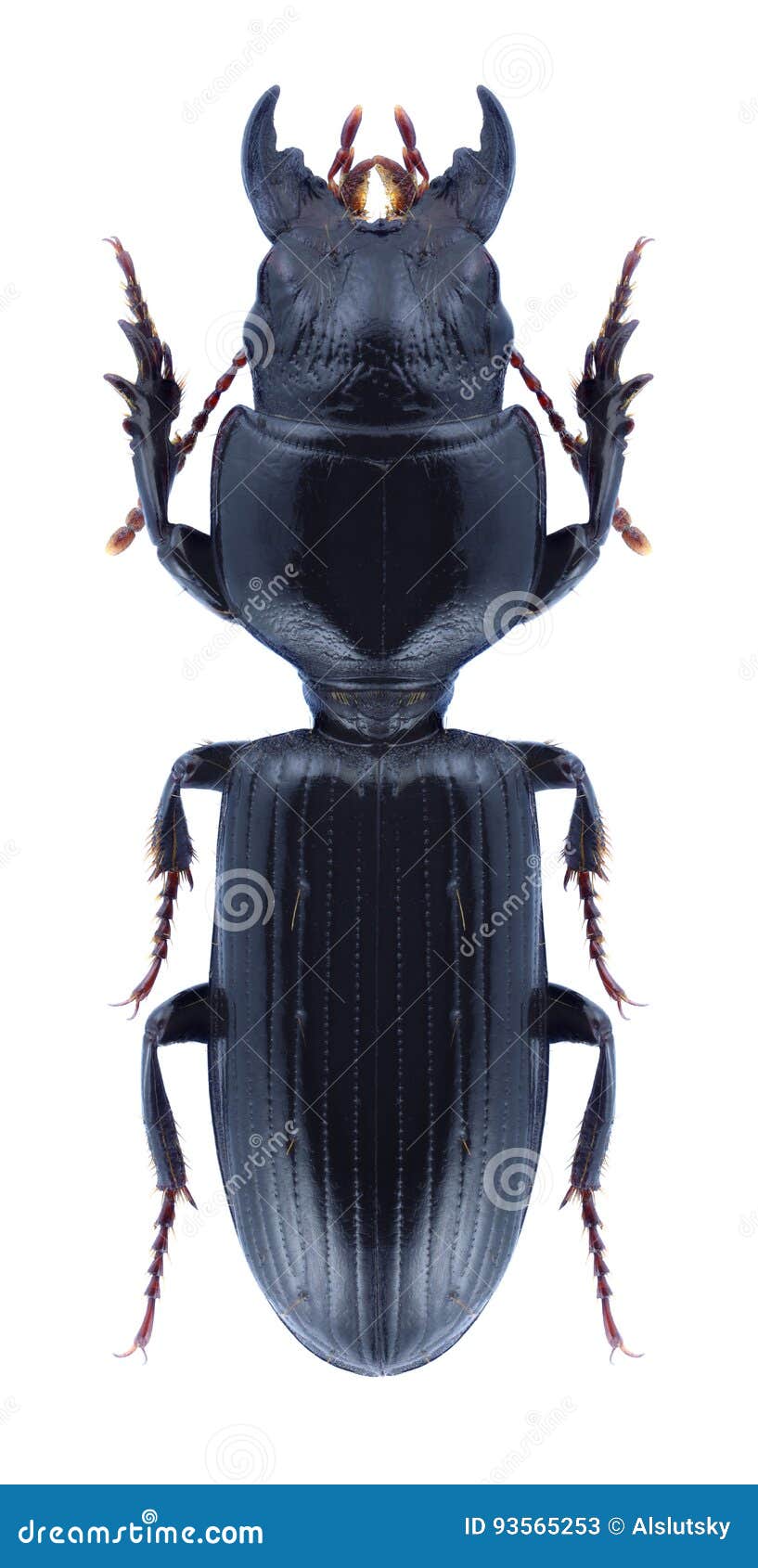 Beetle Scarites Terricola Aethiopicus Stock Image - Image of entomology ...