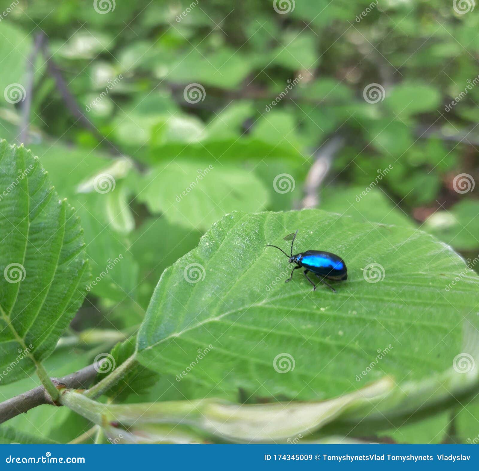 Beetle on the sheet stock image. Image of sheet, priroda - 174345009