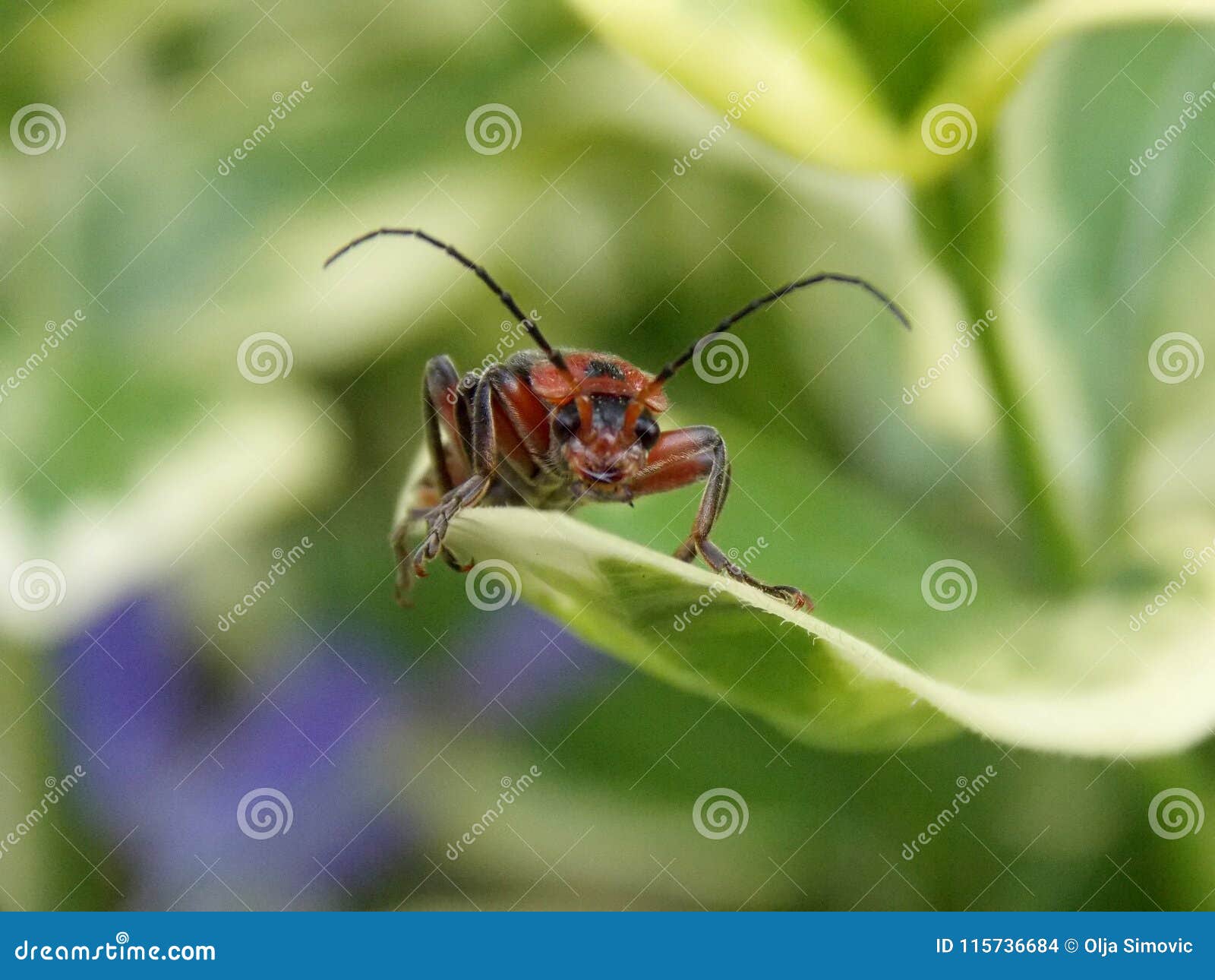 Beetle on the sheet stock photo. Image of macro, insect - 115736684