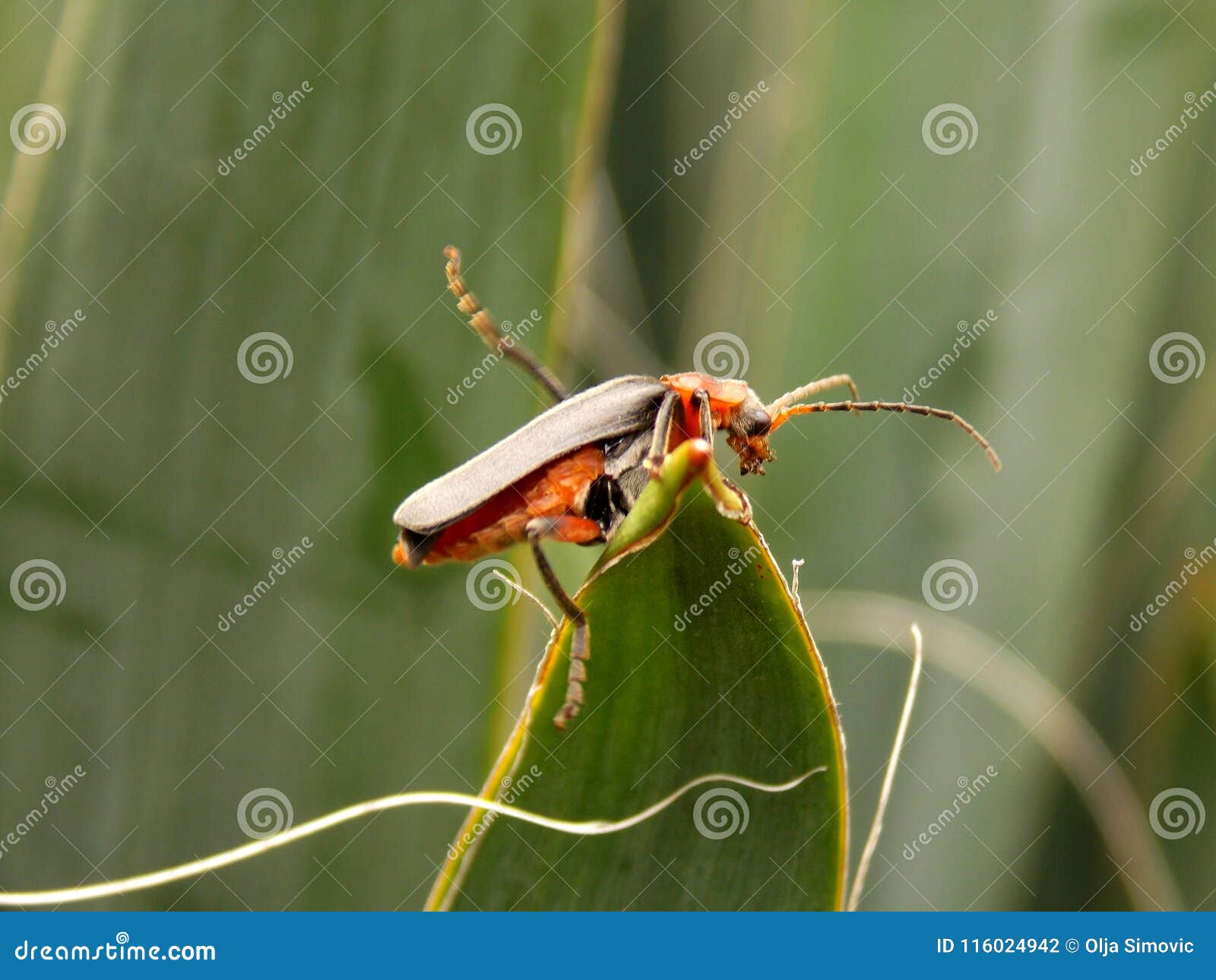Beetle on the sheet stock photo. Image of plant, sheet - 116024942