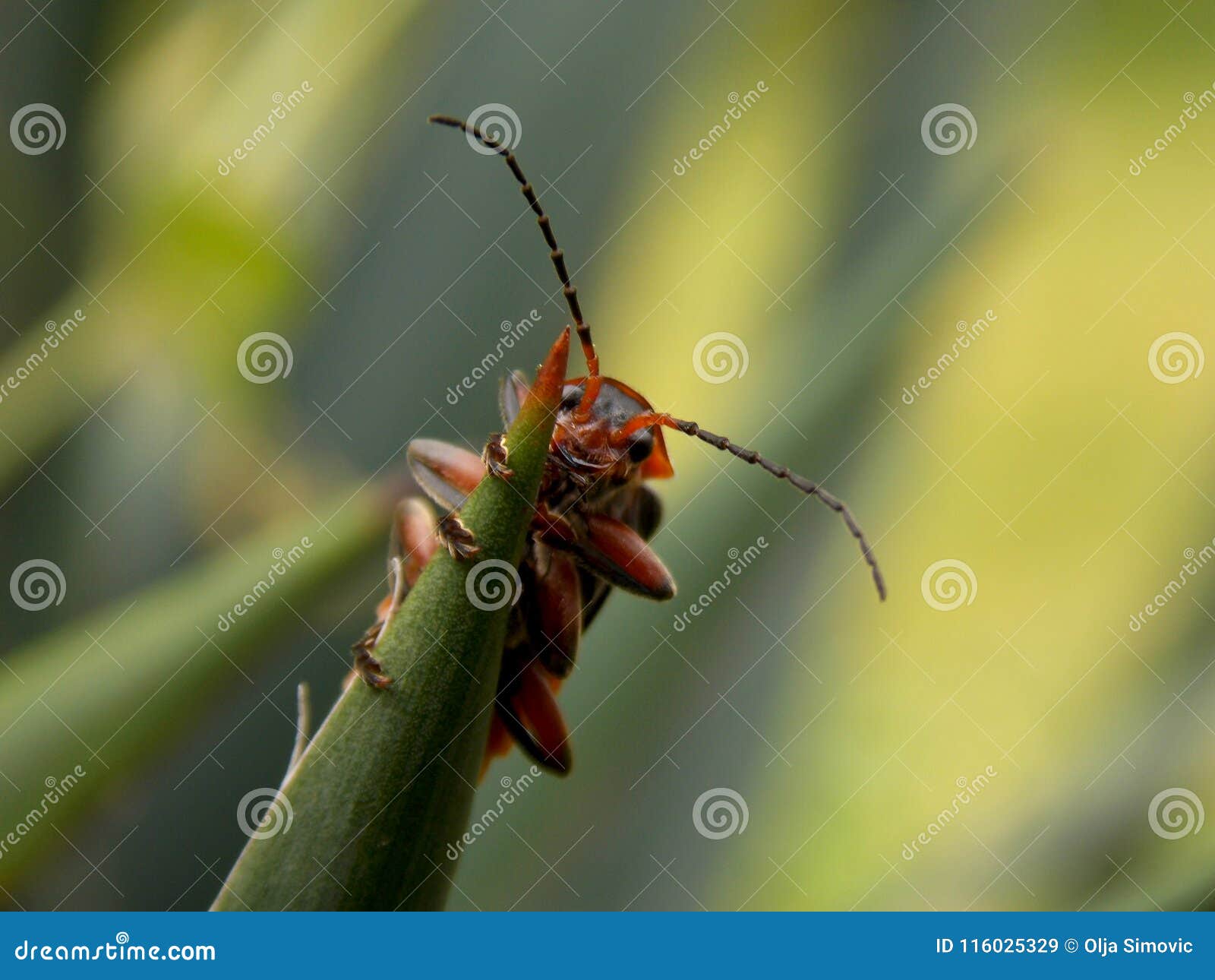 Beetle on the sheet stock image. Image of small, leaf - 116025329