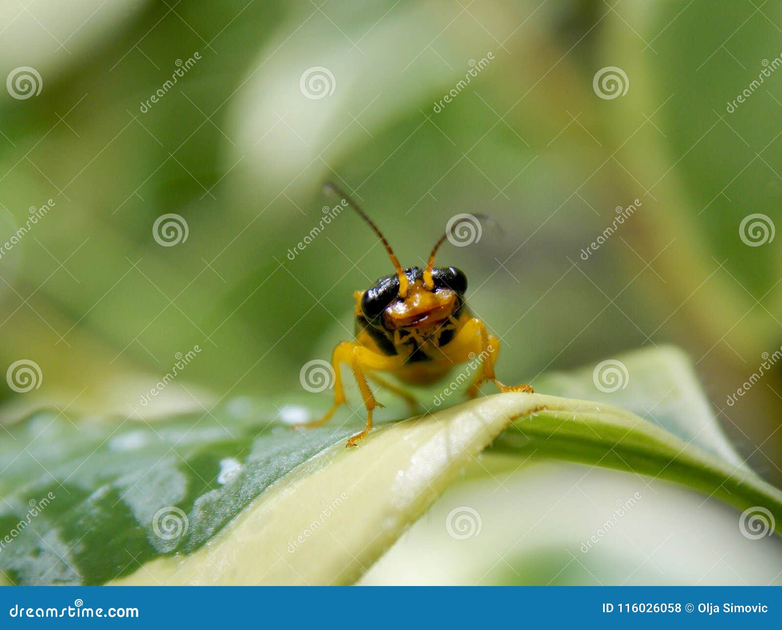 Beetle on the sheet stock photo. Image of wings, beetle - 116026058