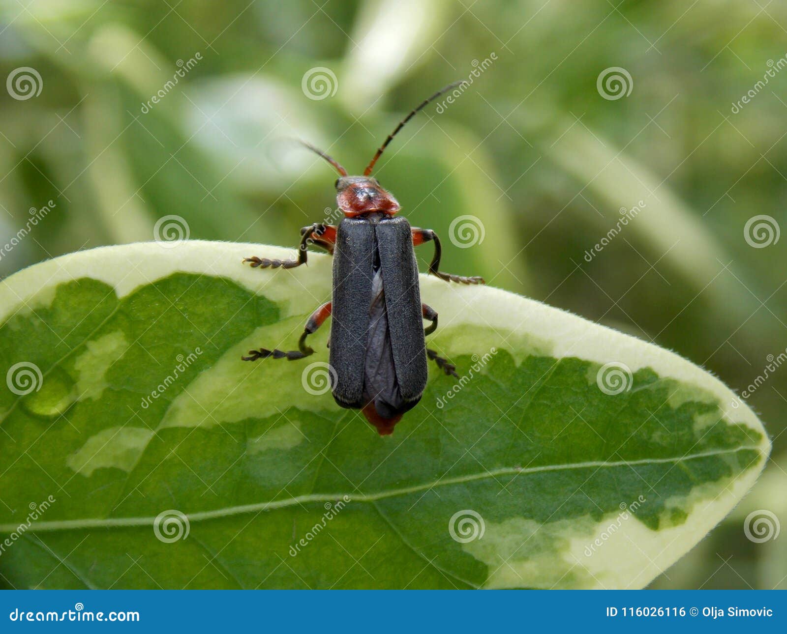 Beetle on the sheet stock photo. Image of beetle, sheet - 116026116