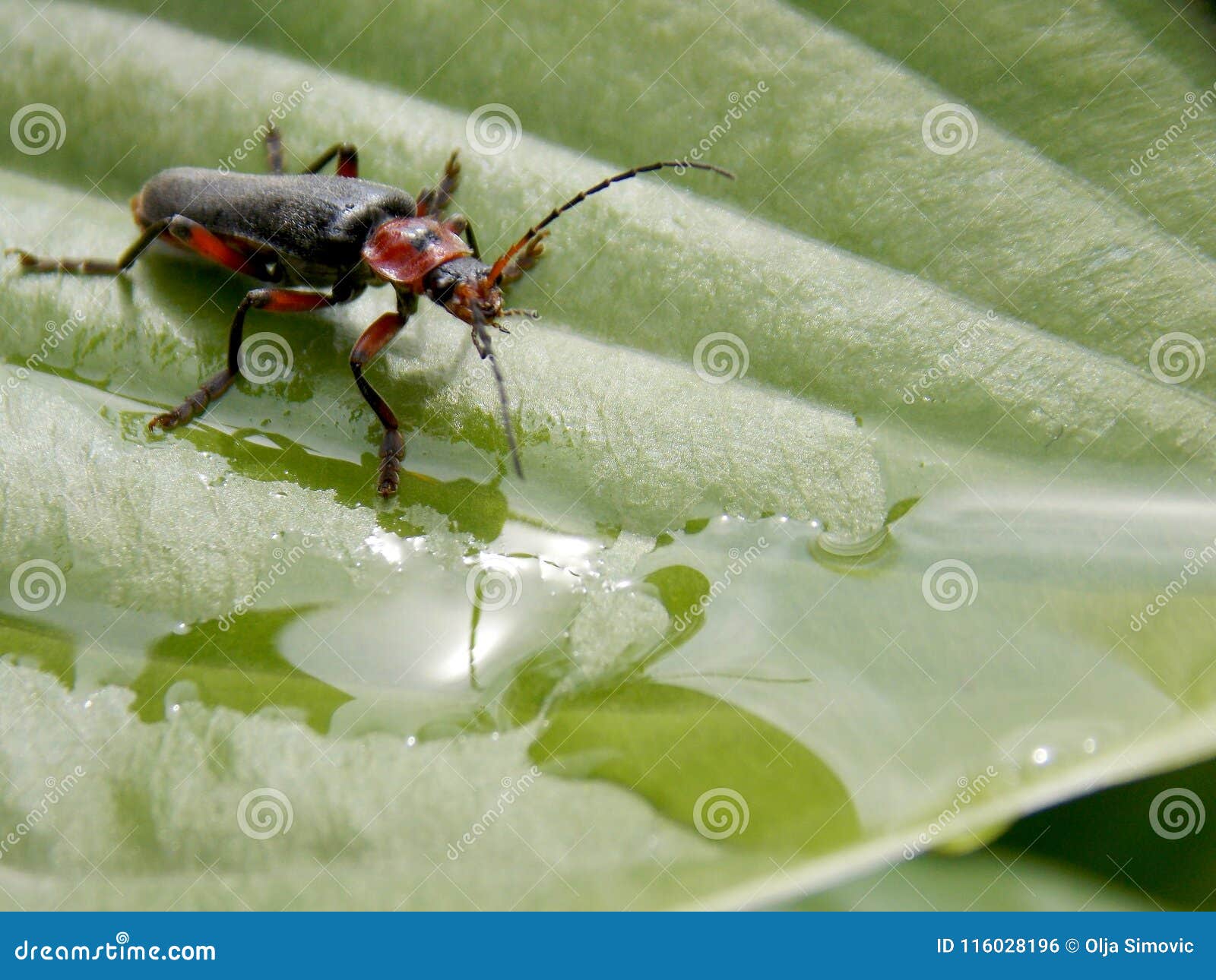 Beetle on the sheet stock photo. Image of macro, animal - 116028196