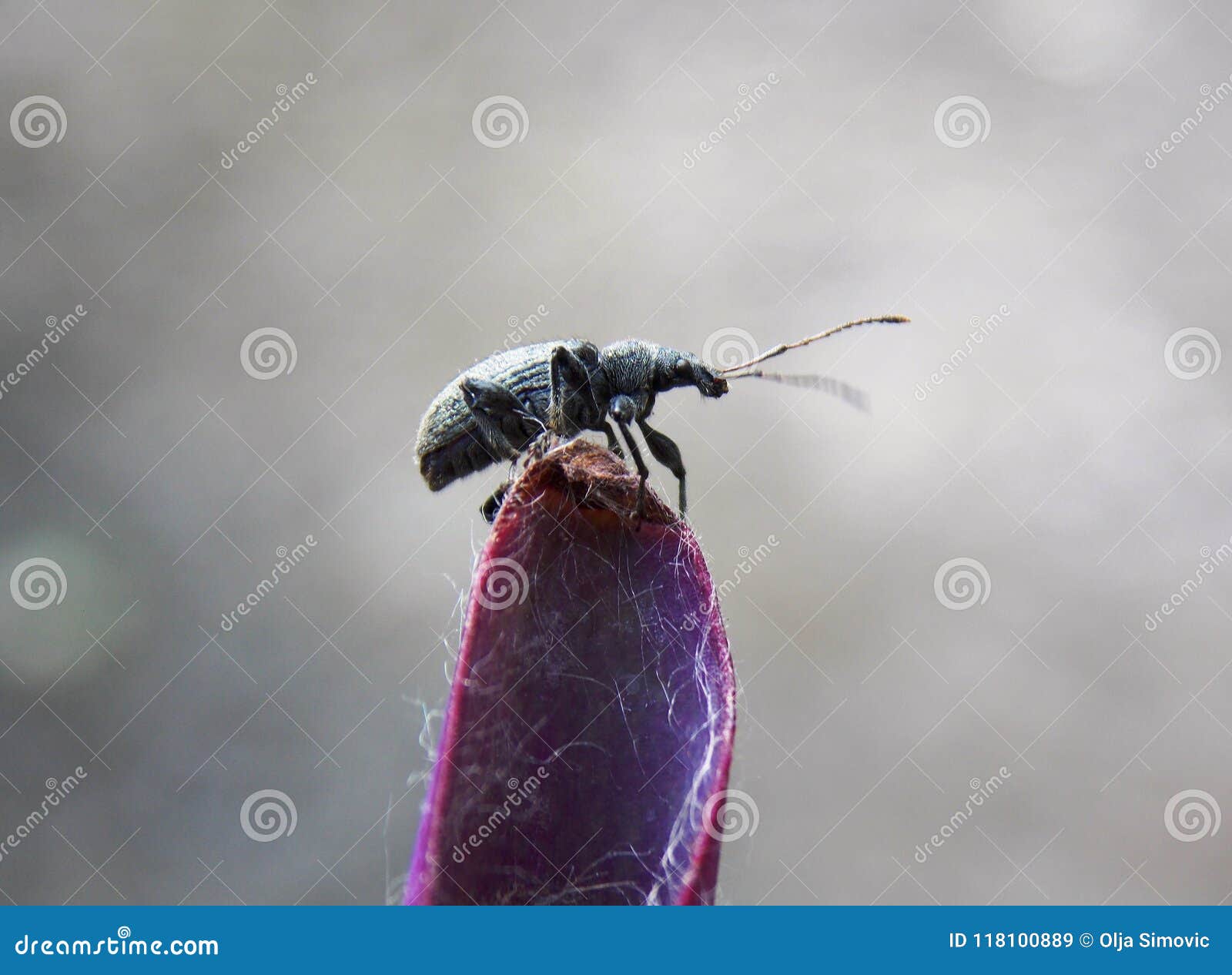 Beetle on the sheet stock image. Image of plant, color - 118100889