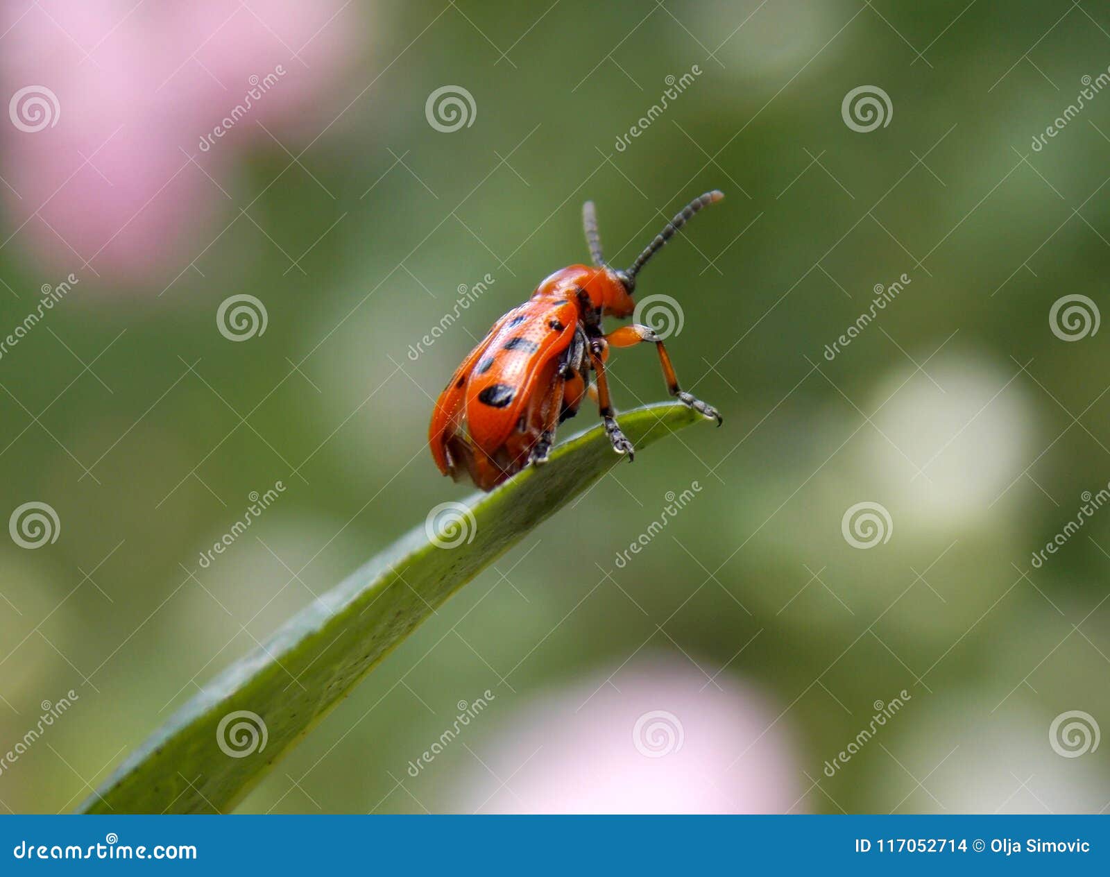 Beetle on the sheet stock photo. Image of sheet, animal - 117052714