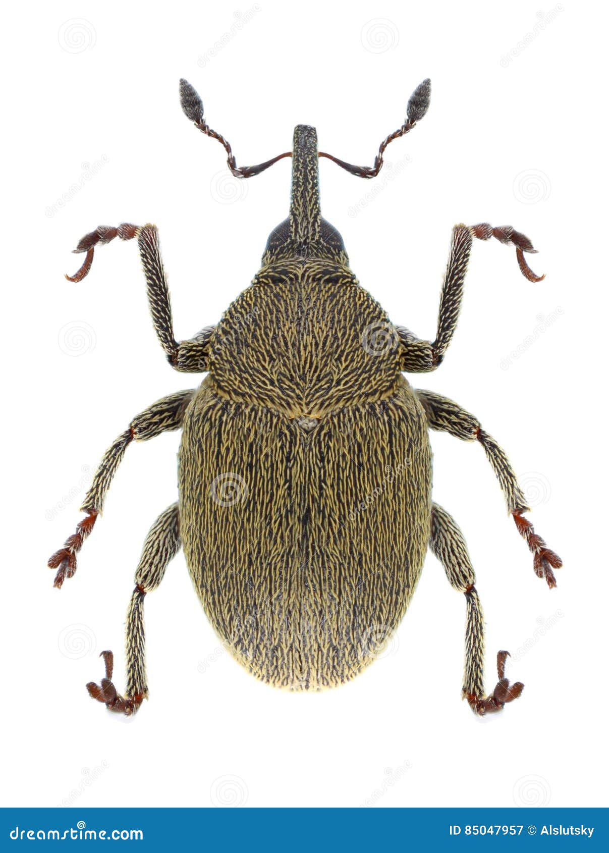 Beetle Sibinia Stock Photos - Free & Royalty-Free Stock Photos from ...