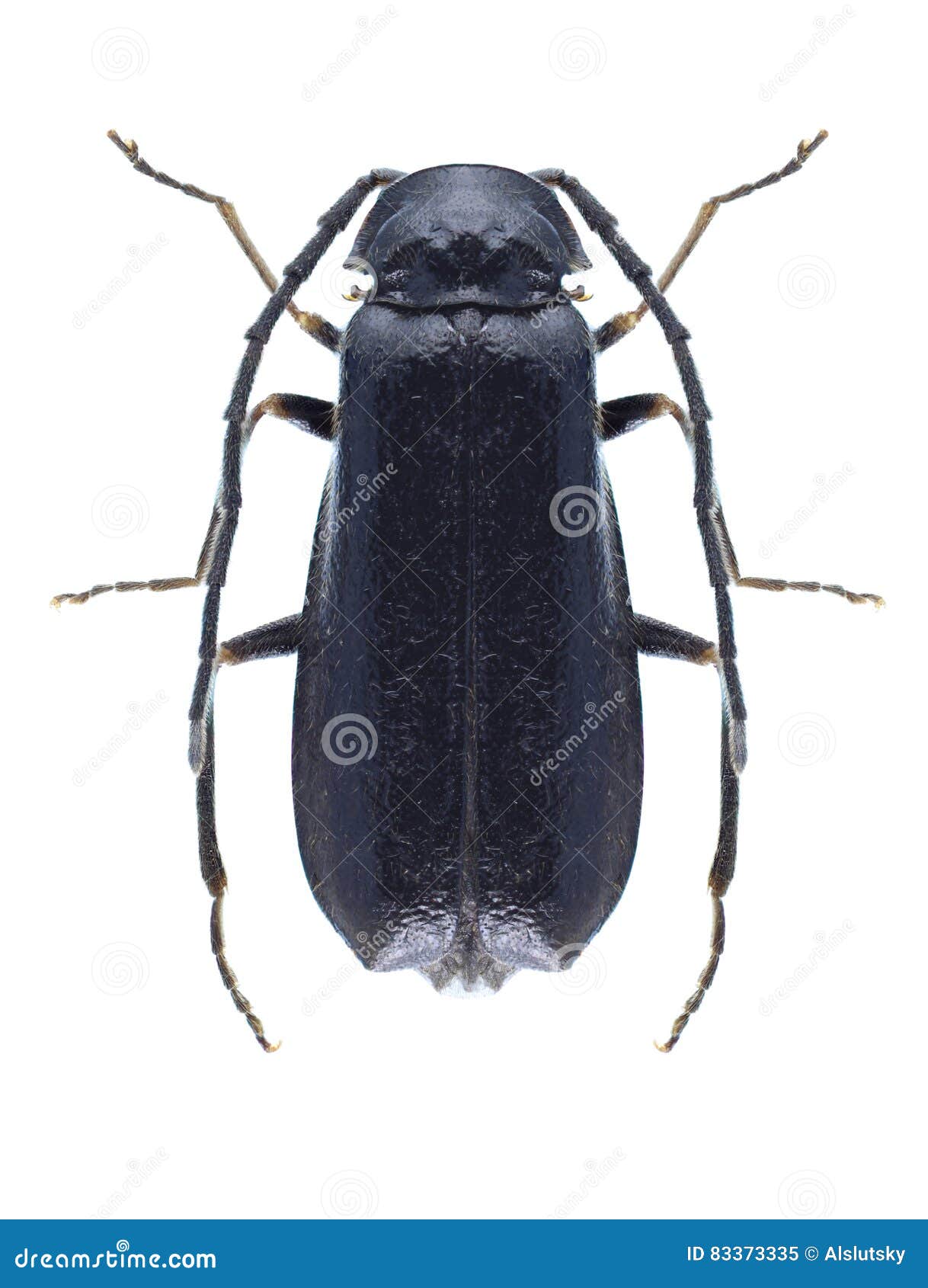 Beetle Silis nitidula stock image. Image of beetle, wildlife - 83373335