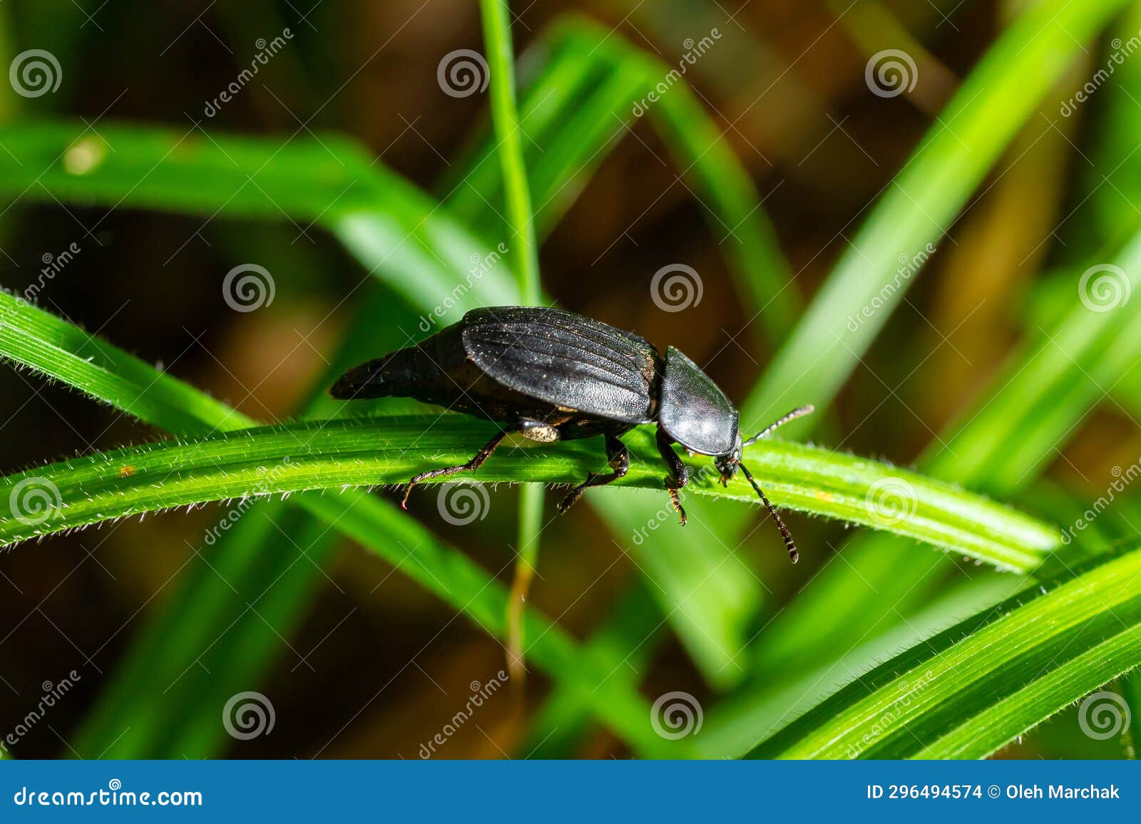 Beetle Silpha Obscura on the Leaves of a Strawberry Stock Photo - Image ...