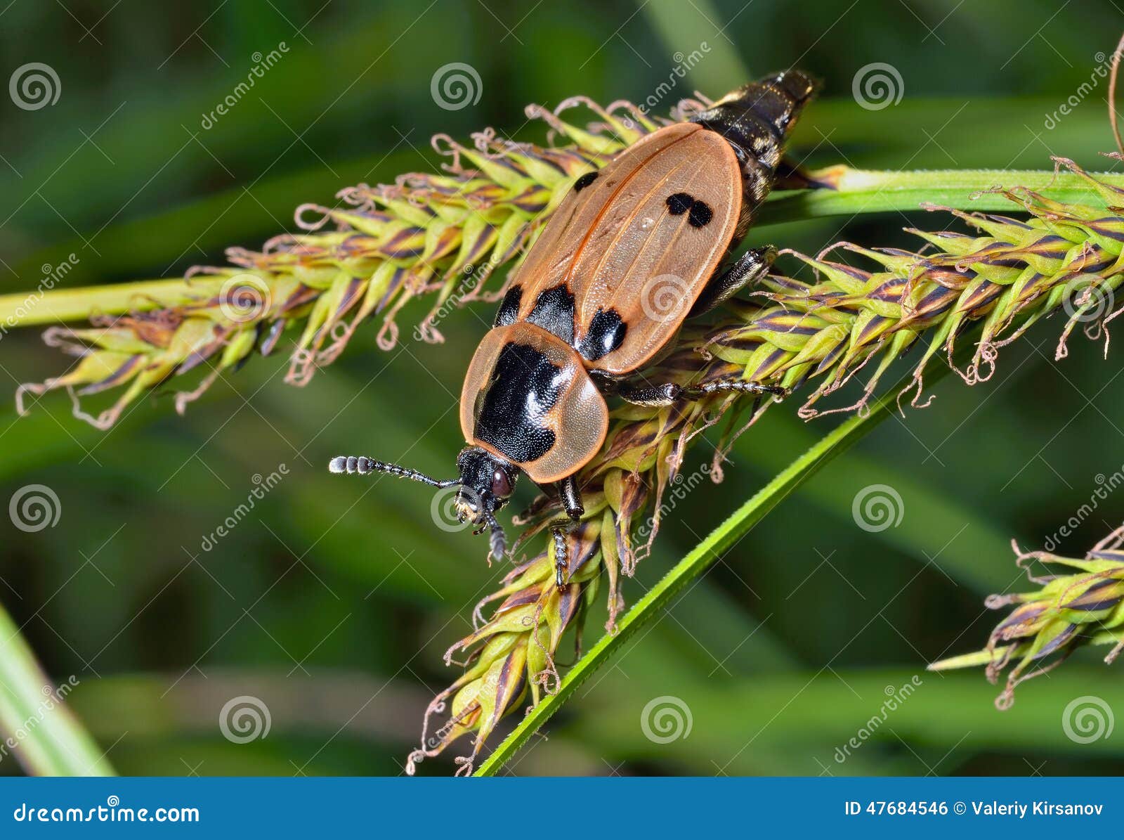 Beetle (Silphidae) 8 stock photo. Image of animal, macro - 47684546