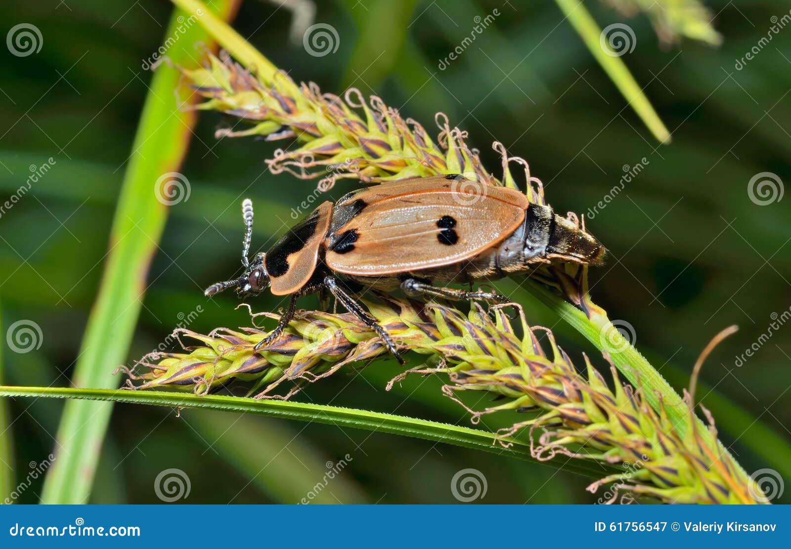 Beetle (Silphidae) 4 stock image. Image of macro, entomology - 61756547