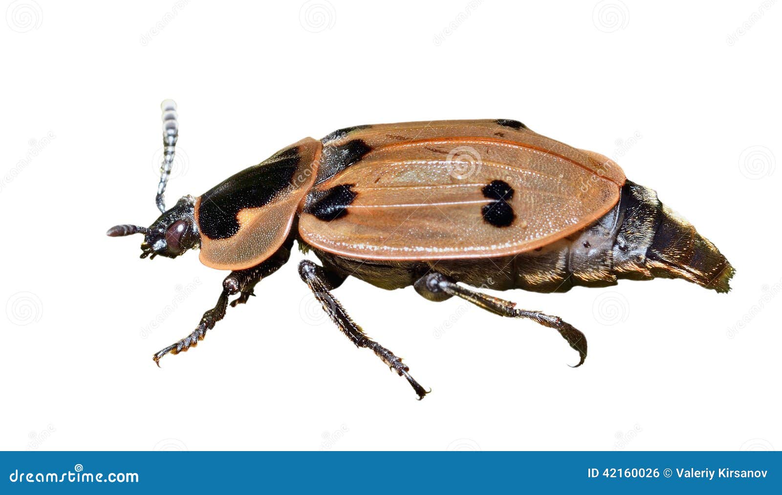 Beetle (Silphidae) 6 stock photo. Image of insect, small - 42160026