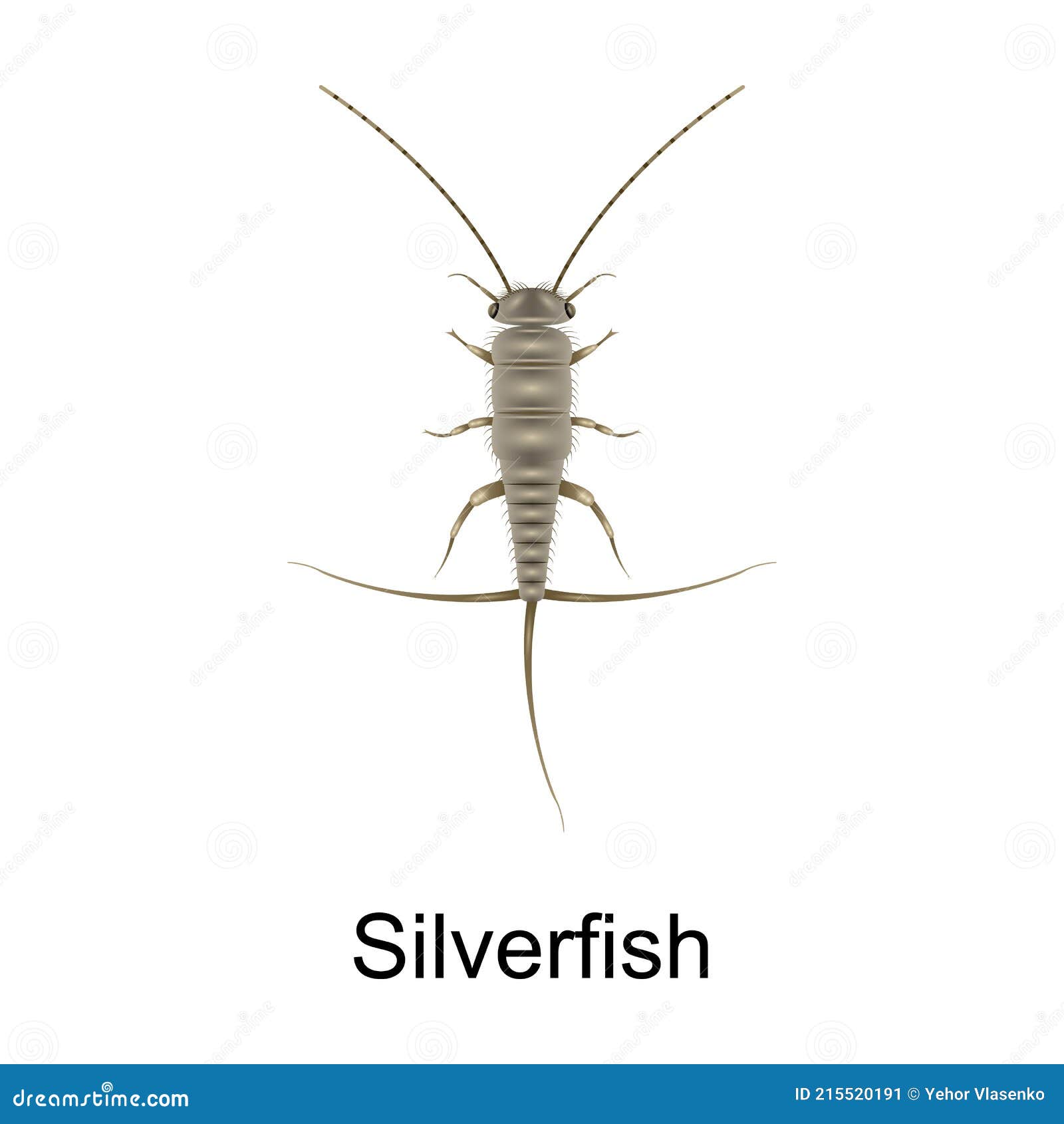 Beetle Silverfish Vector Icon.Realistic Vector Icon Isolated on White ...