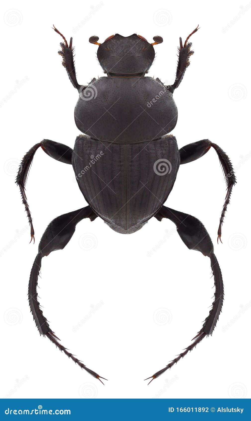 Beetle Sisyphus schaefferi stock photo. Image of biology - 166011892