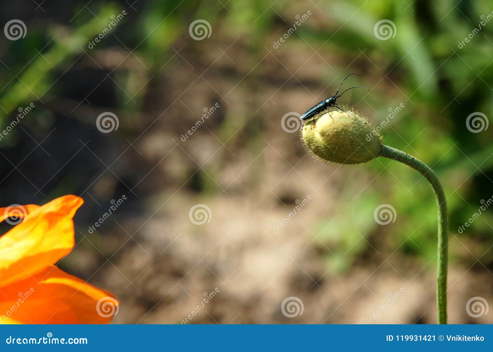 Beetle sits on a poppy bud stock image. Image of closeup - 119931421