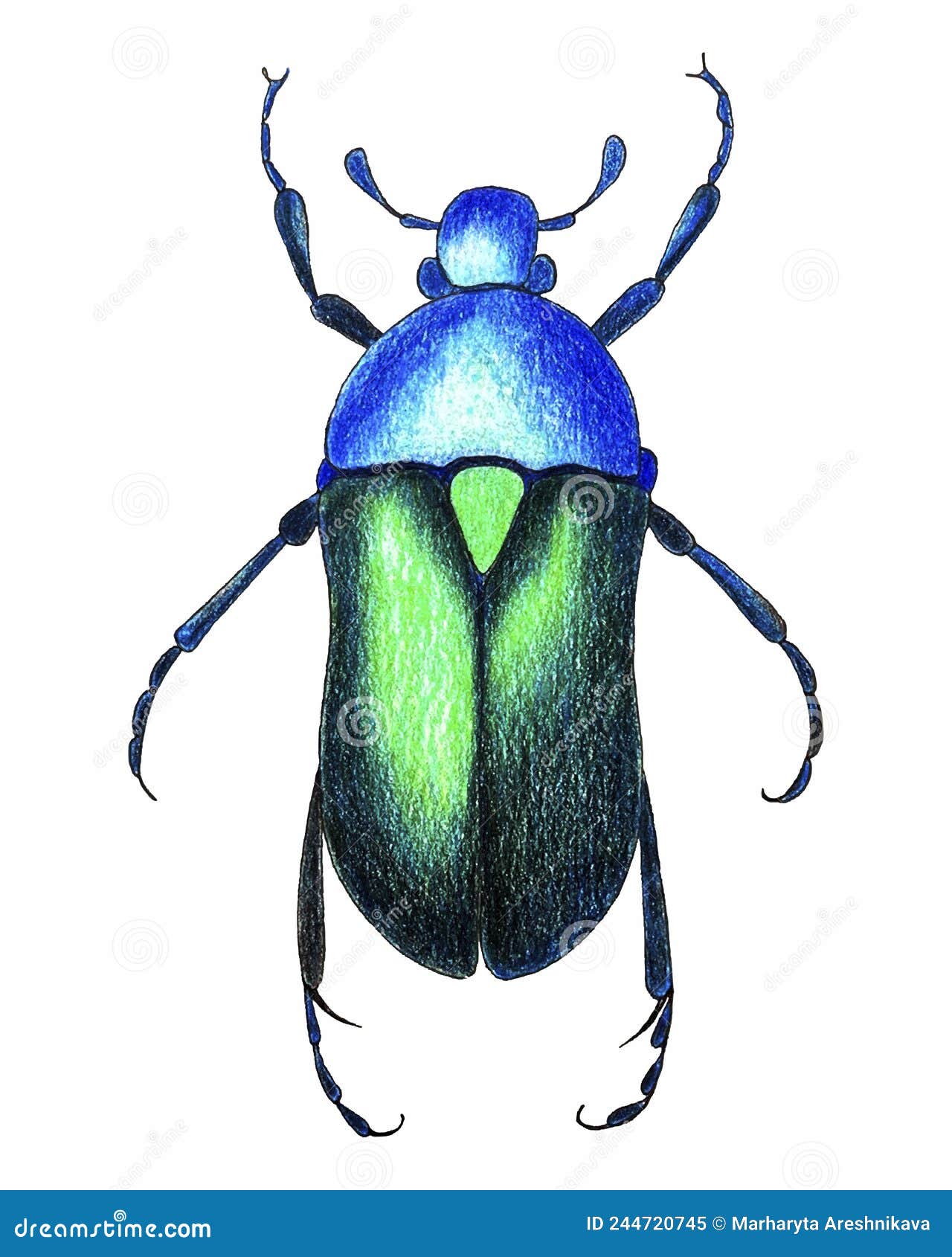 Beetle Sketch Pencil Hand Drawing Vector. Stock Vector - Illustration ...