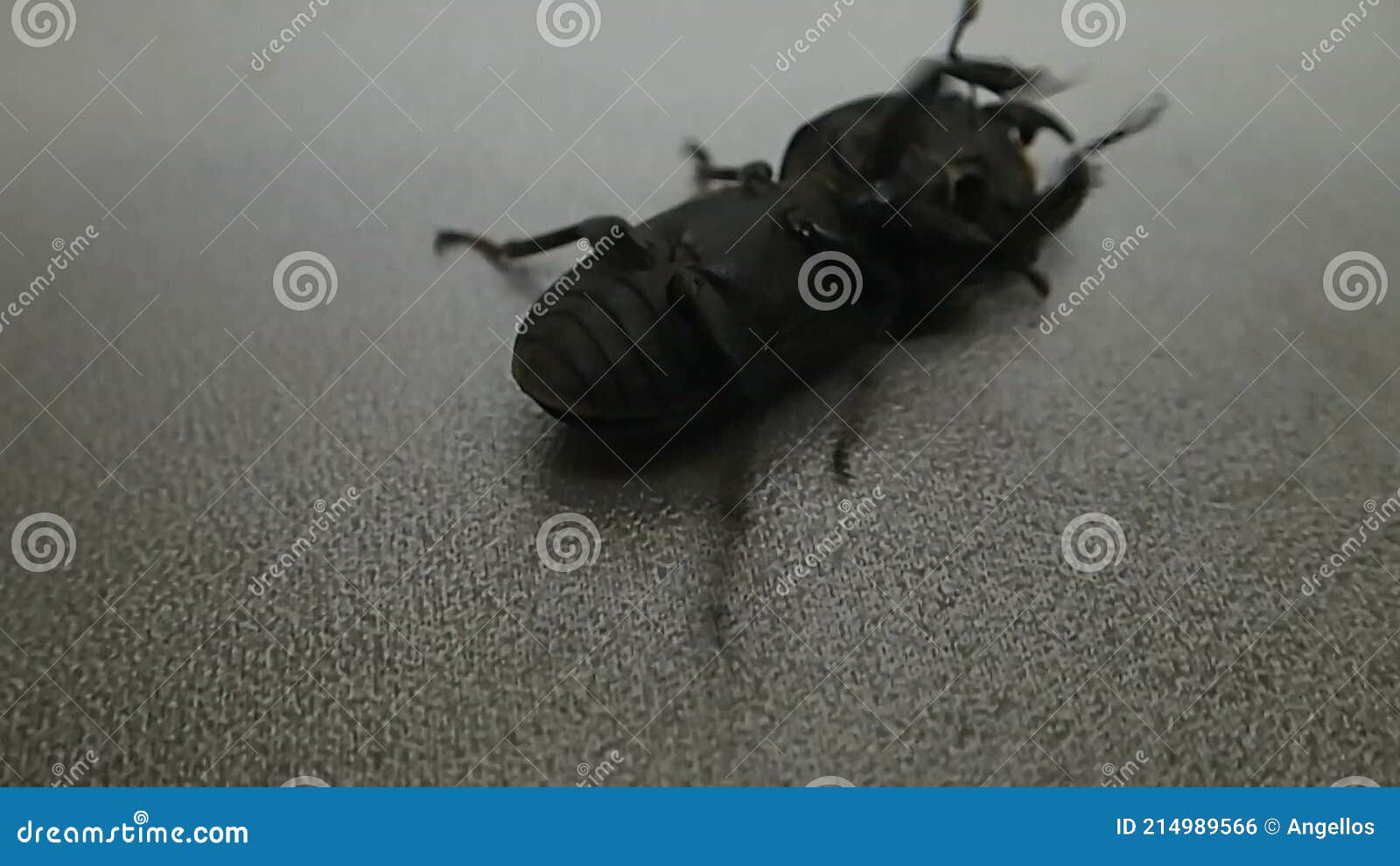 Beetle slides on his back stock footage. Video of body - 214989566