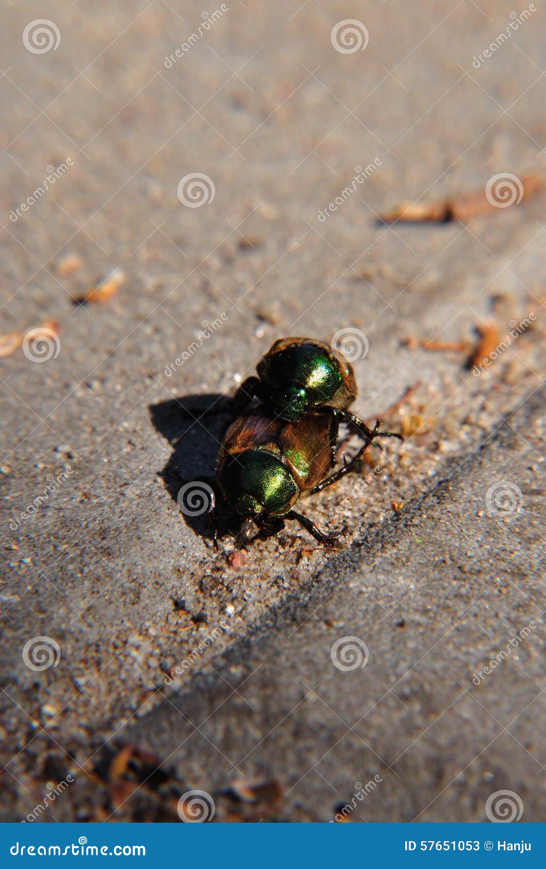 Beetle stock image. Image of small, july, nature, insect - 57651053