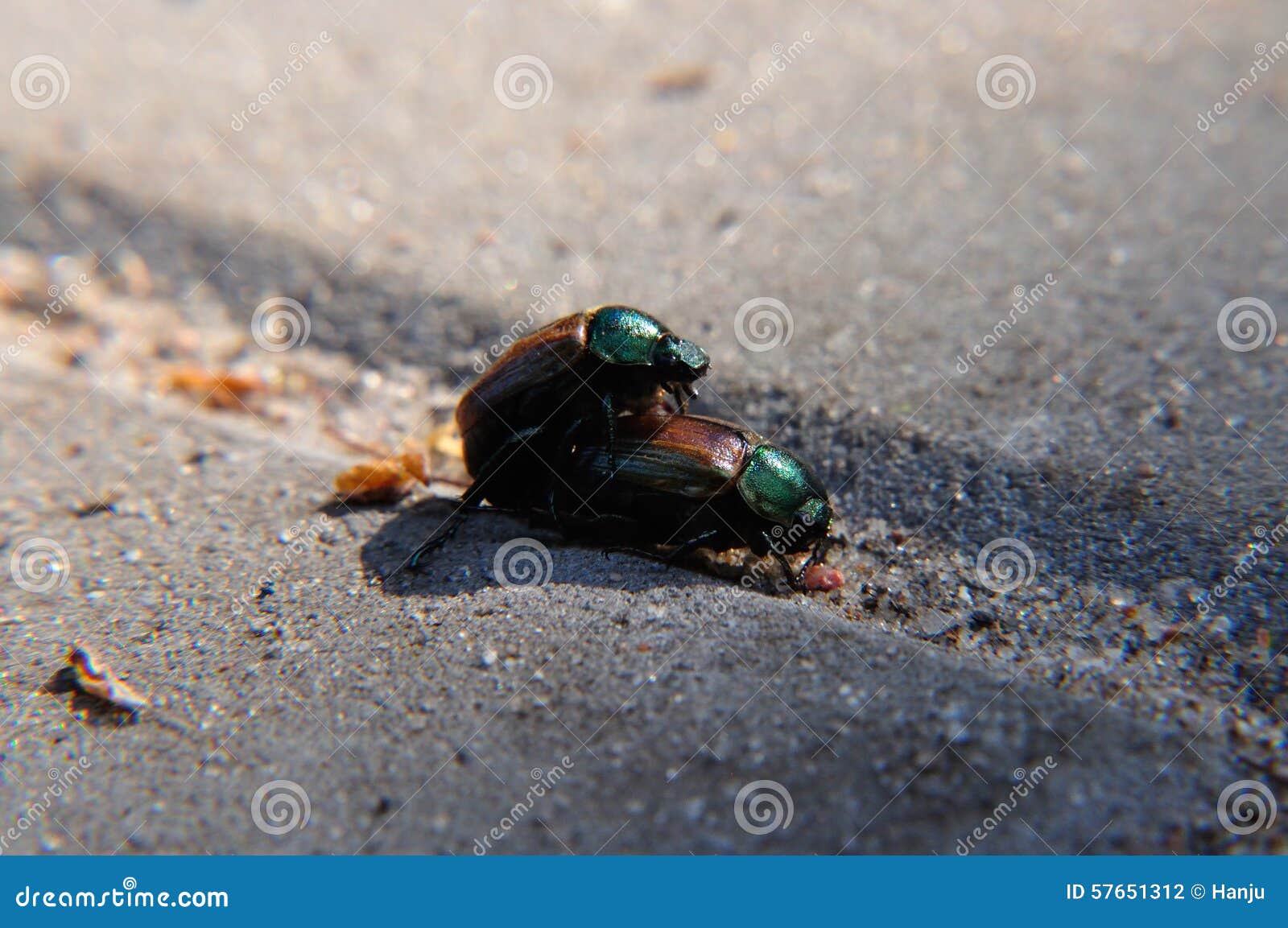 Beetle stock photo. Image of scarabaeidae, insect, environment - 57651312