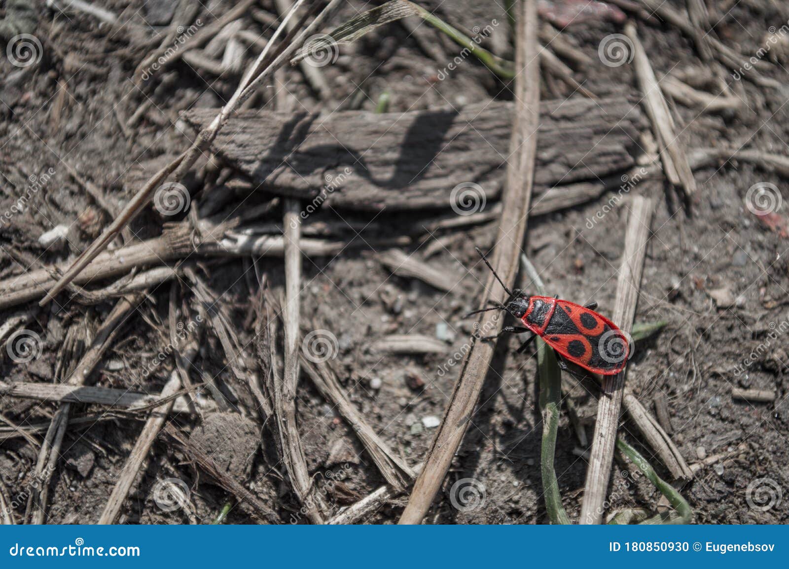 Beetle Soldier or Firebug on the Ground Stock Photo - Image of closeup ...