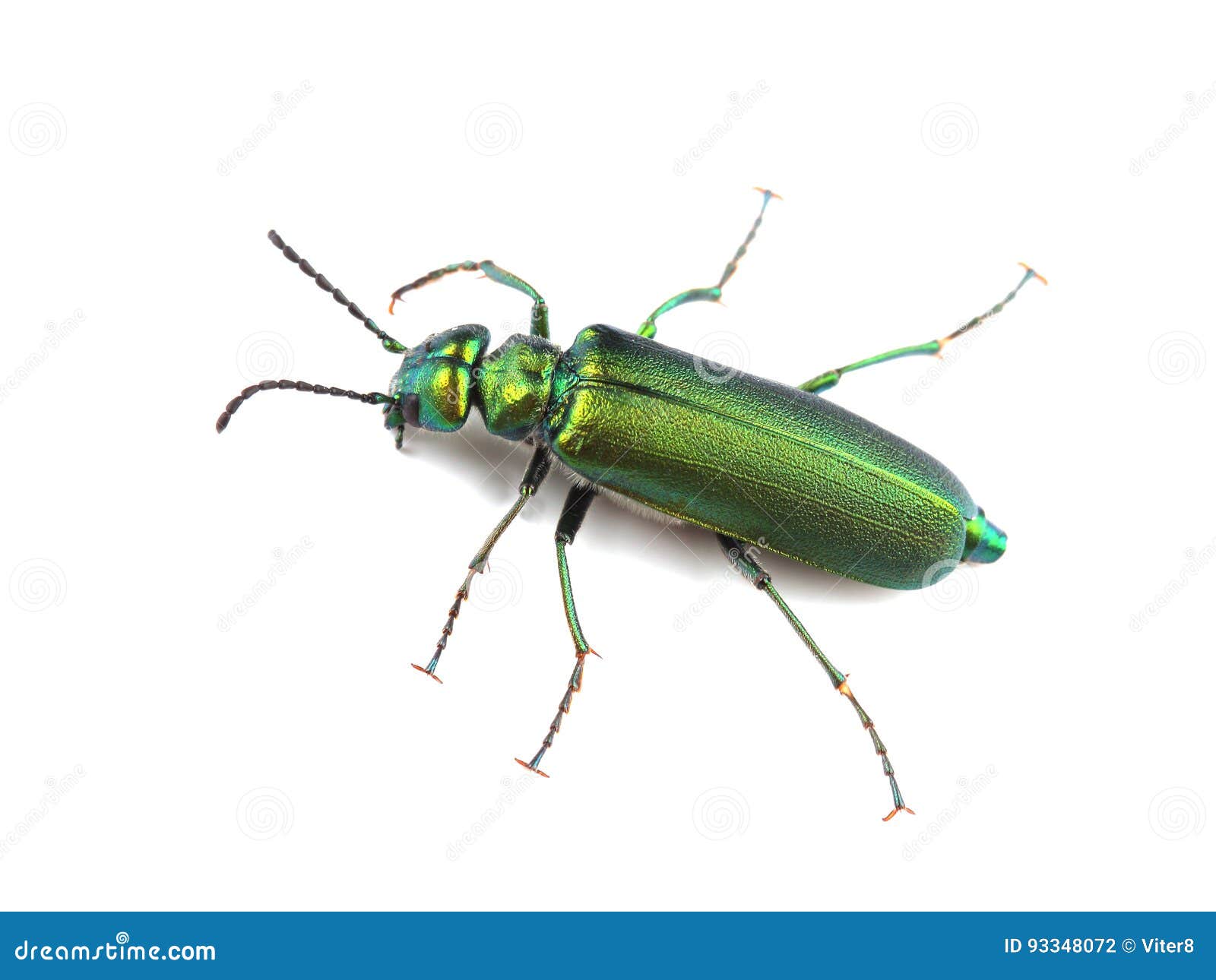 Beetle - Spanish Fly Lytta Vesicatoria on White Stock Photo - Image of ...