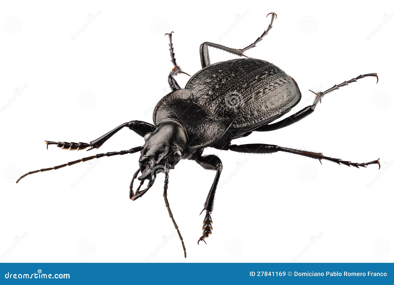 Beetle Species Carabus Coriaceus Stock Image - Image of carabus, black ...