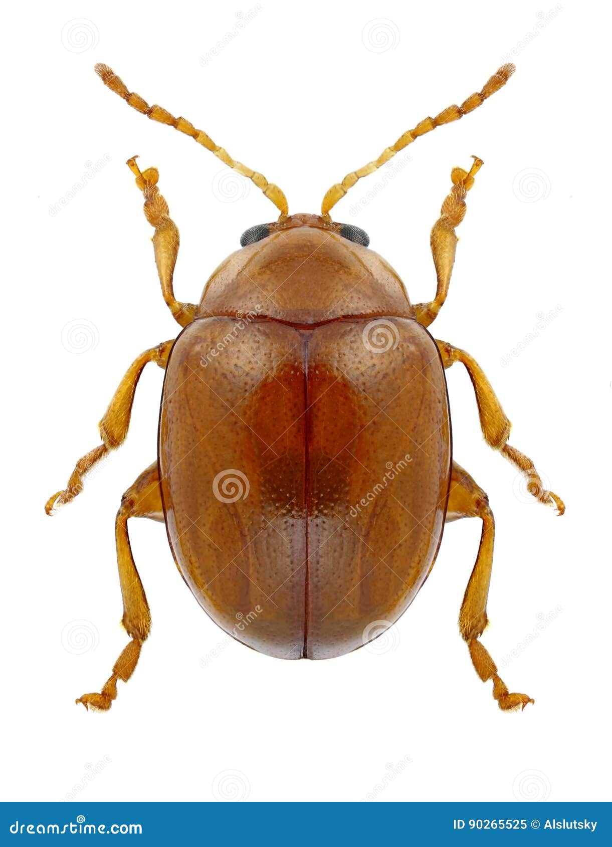 Beetle Sphaeroderma Testaceum Stock Image - Image of zoology, flying ...
