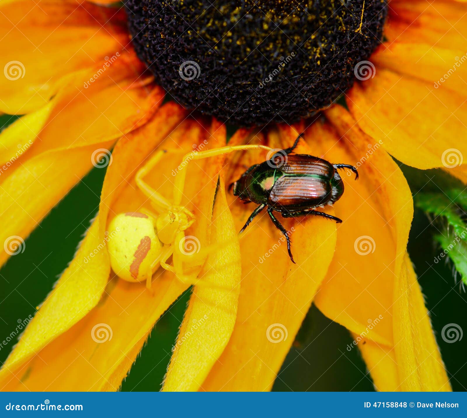 Beetle and Spider Confrontation Stock Photo - Image of macro, beetle ...