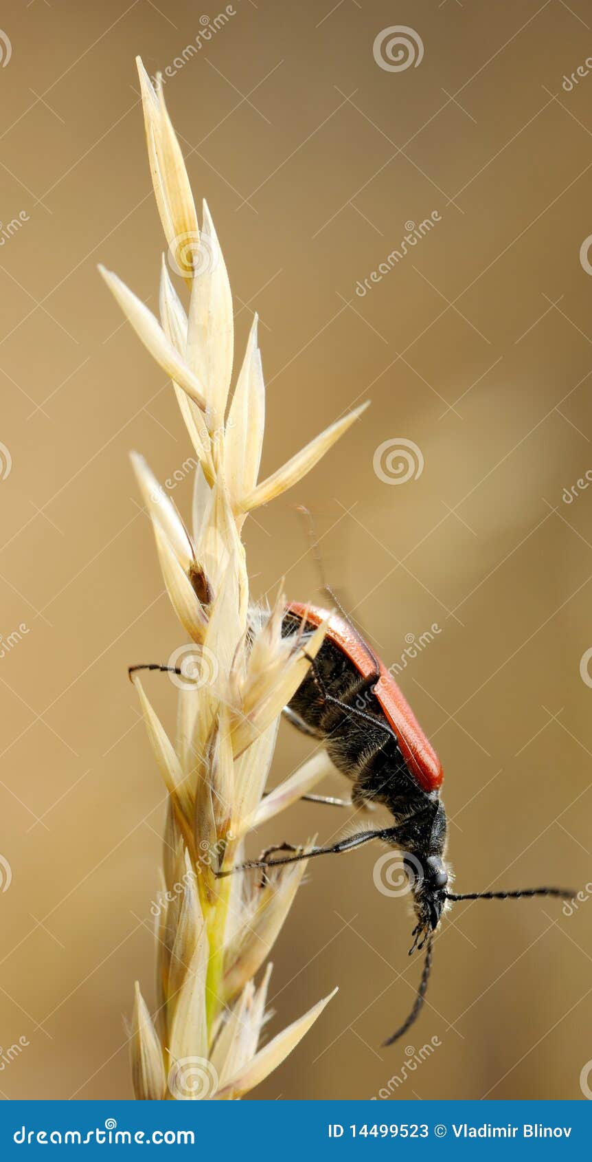 Beetle on spikelet stock image. Image of east, animal - 14499523