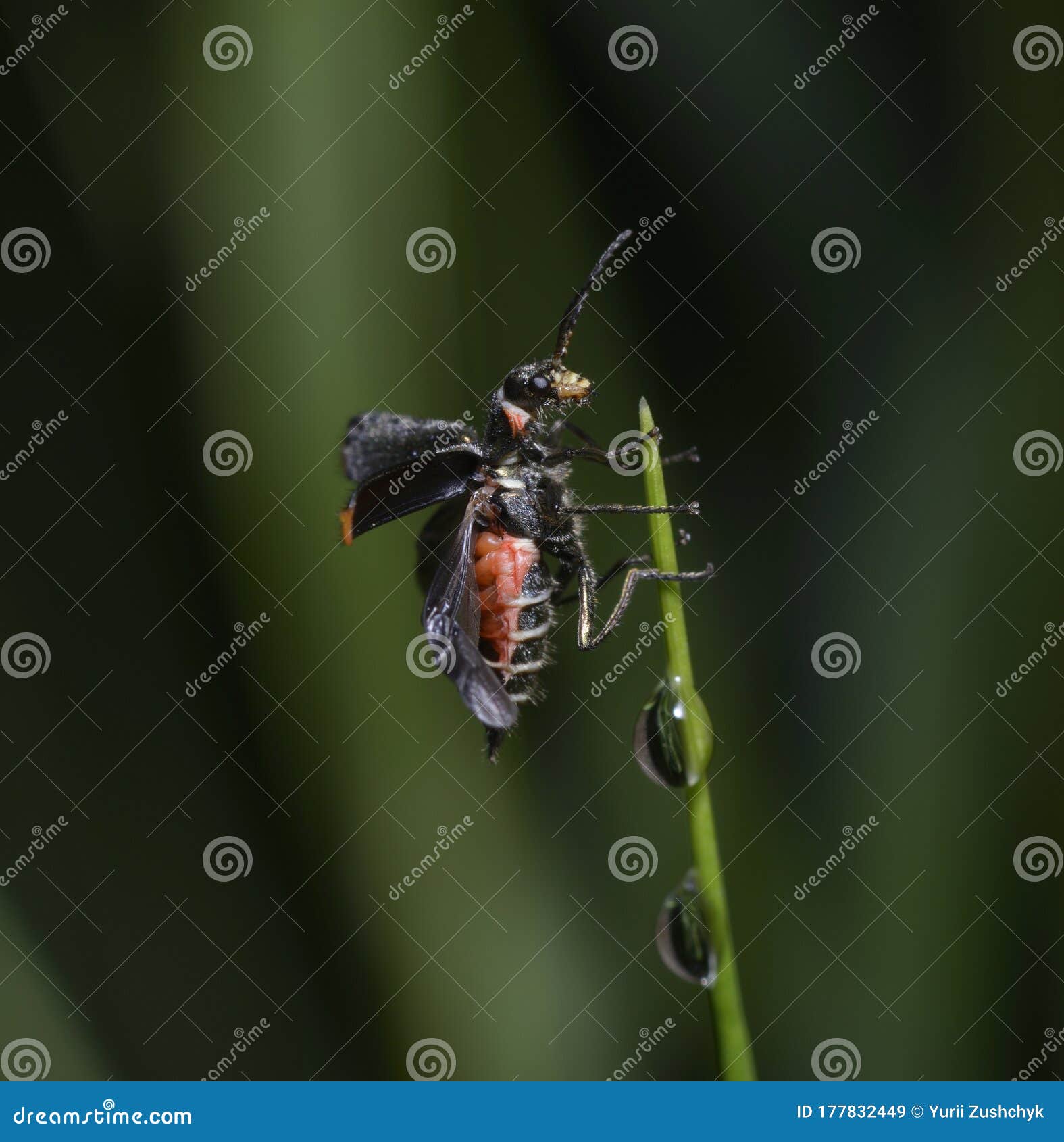 Beetle Spreading Its Wings Ready To Fly, Blurred Background Stock Image ...