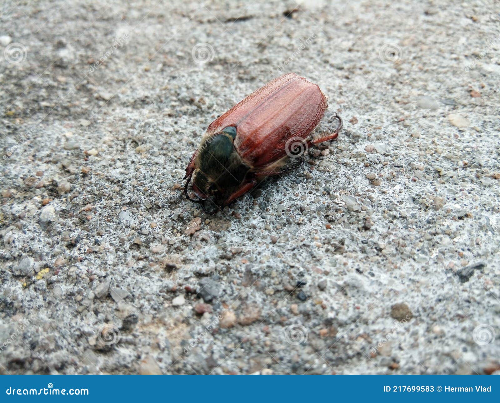 Beetle in spring - Romania stock image. Image of blossom - 217699583
