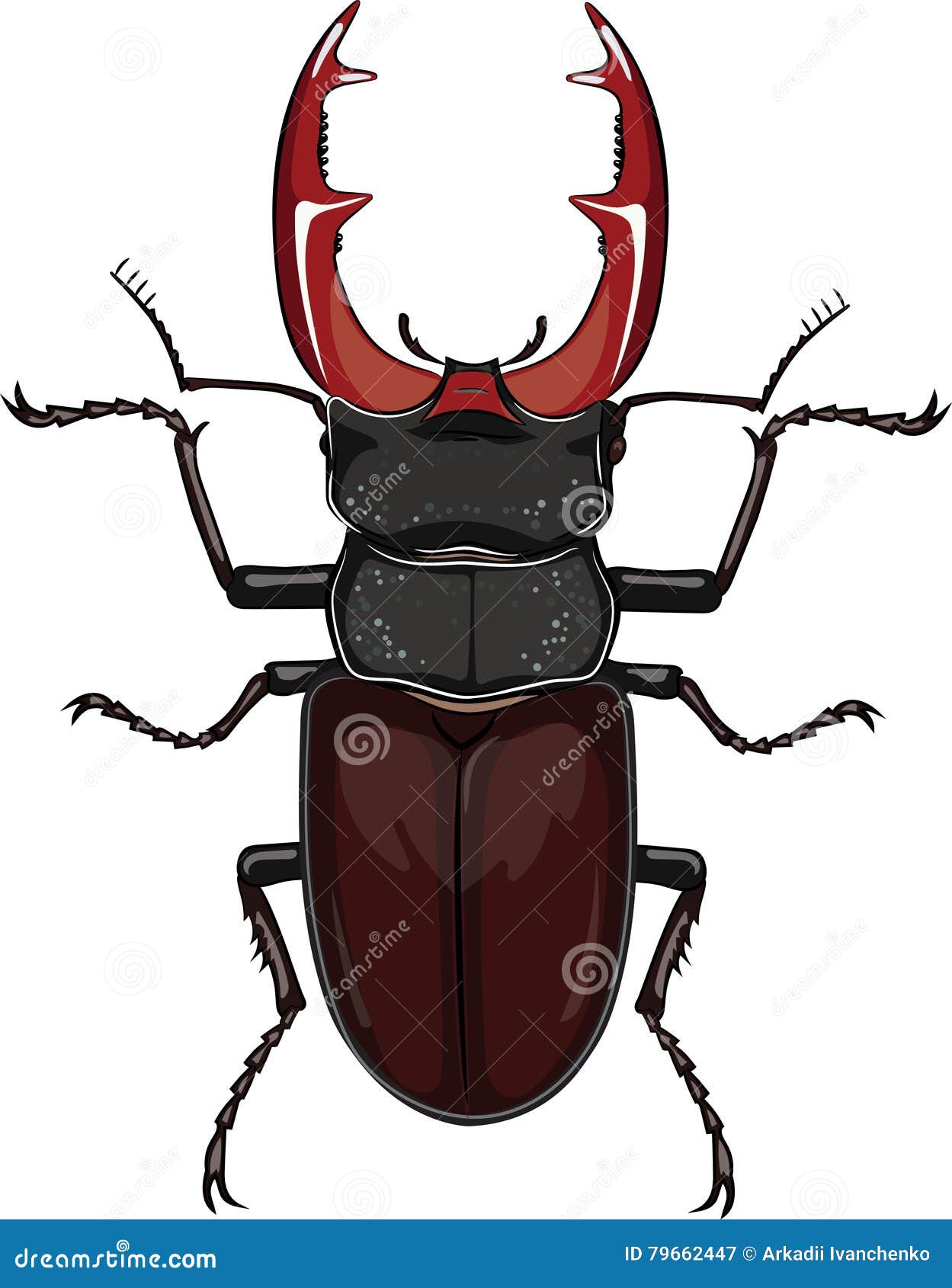 Lucanus Cervus. Vector Drawing | CartoonDealer.com #215022608