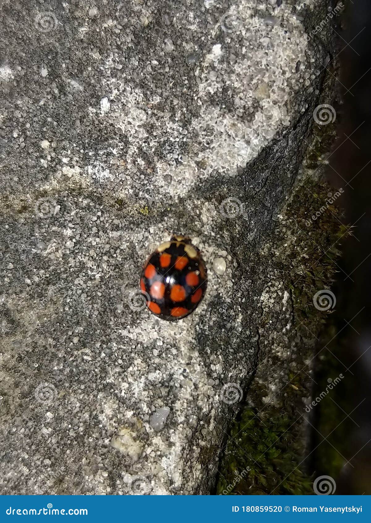 Beetle on stairs stock photo. Image of water, autumn - 180859520