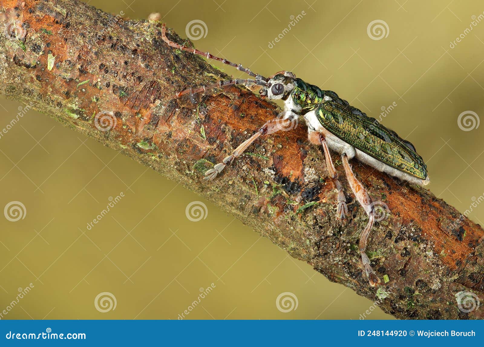 Beetle on a stick stock photo. Image of beetle, animal - 248144920