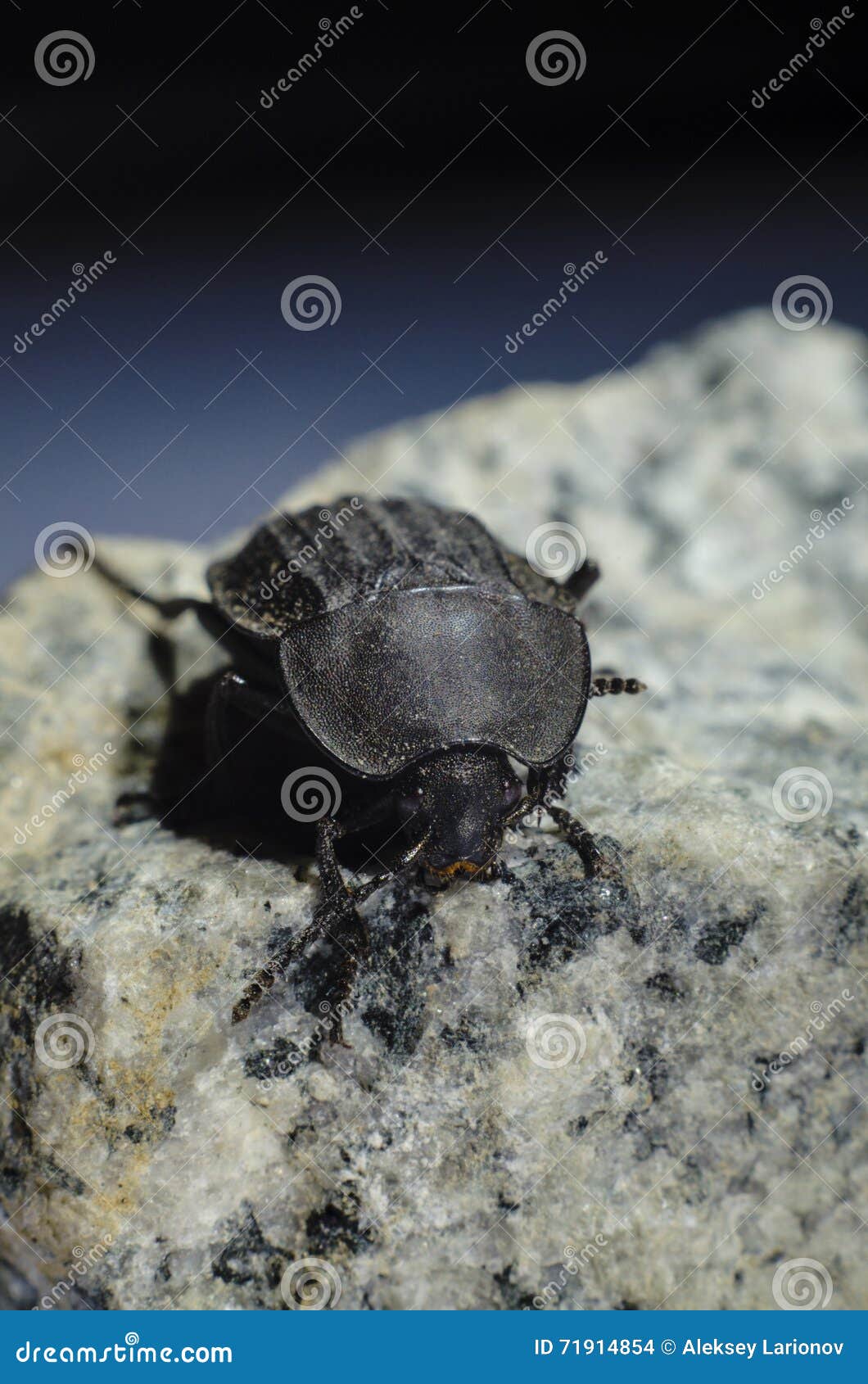Beetle on stone stock photo. Image of shell, beetle, crawl - 71914854