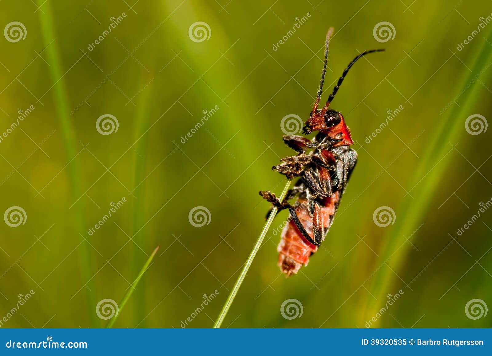 Beetle on a straw stock image. Image of ugly, crawly - 39320535