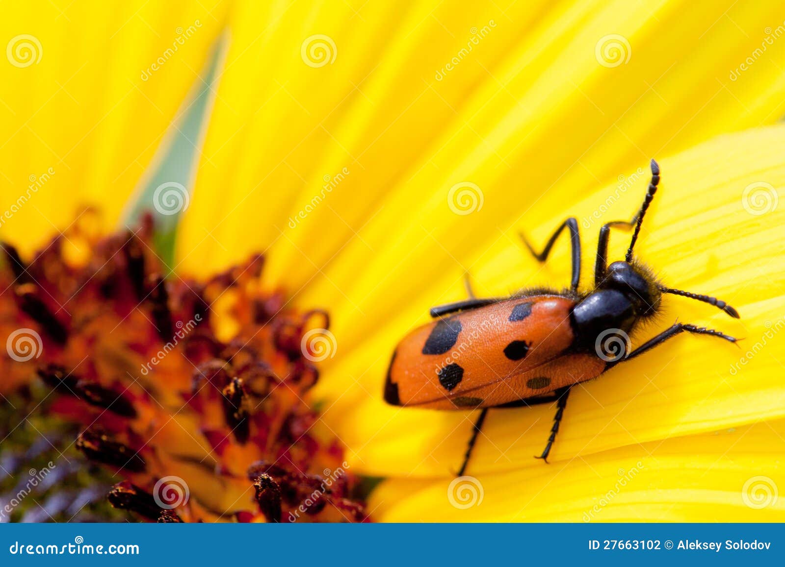 Beetle on sunflower stock photo. Image of abscess, sunflower - 27663102