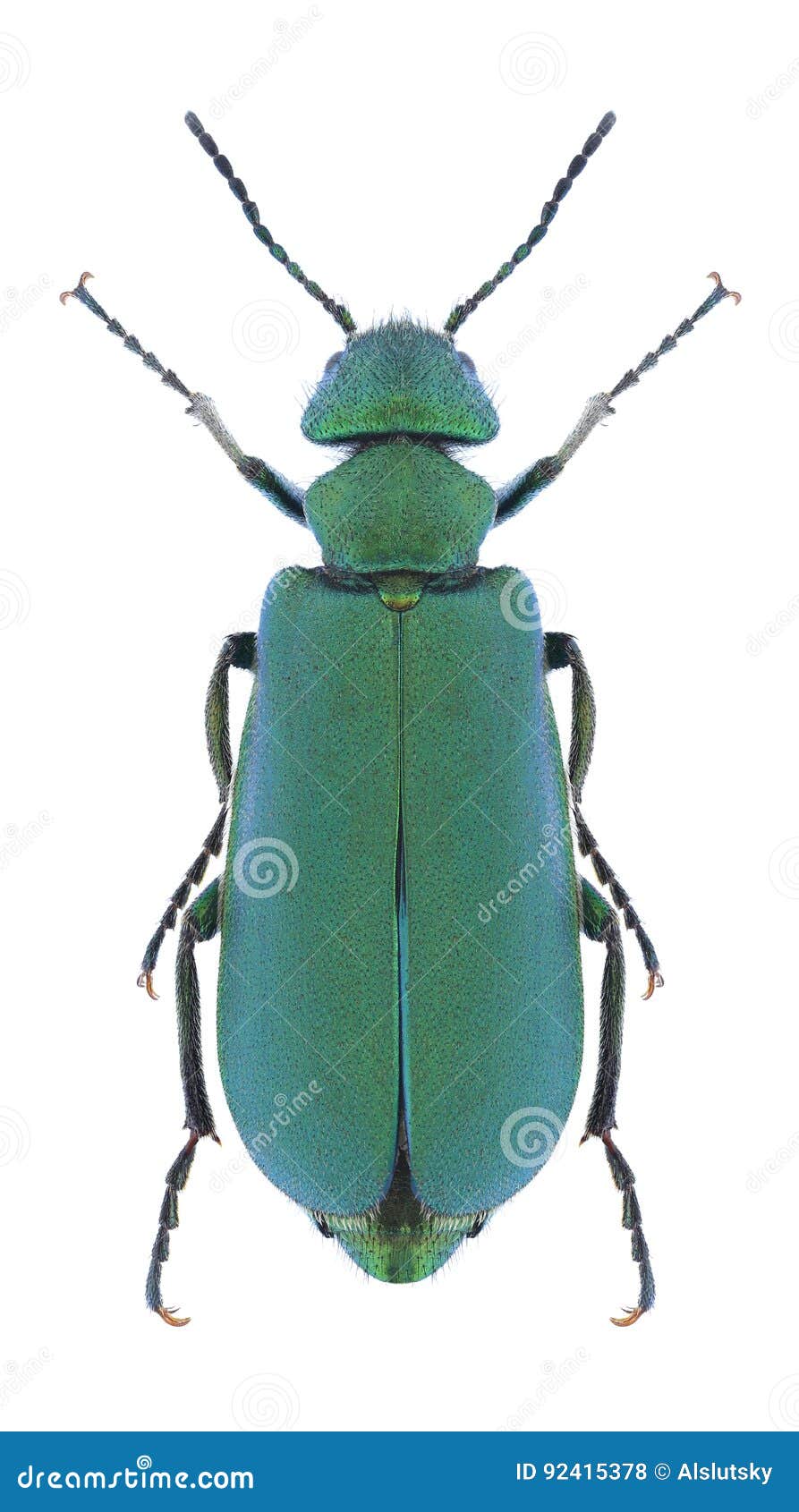 Optabilis Stock Photos - Free & Royalty-Free Stock Photos from Dreamstime