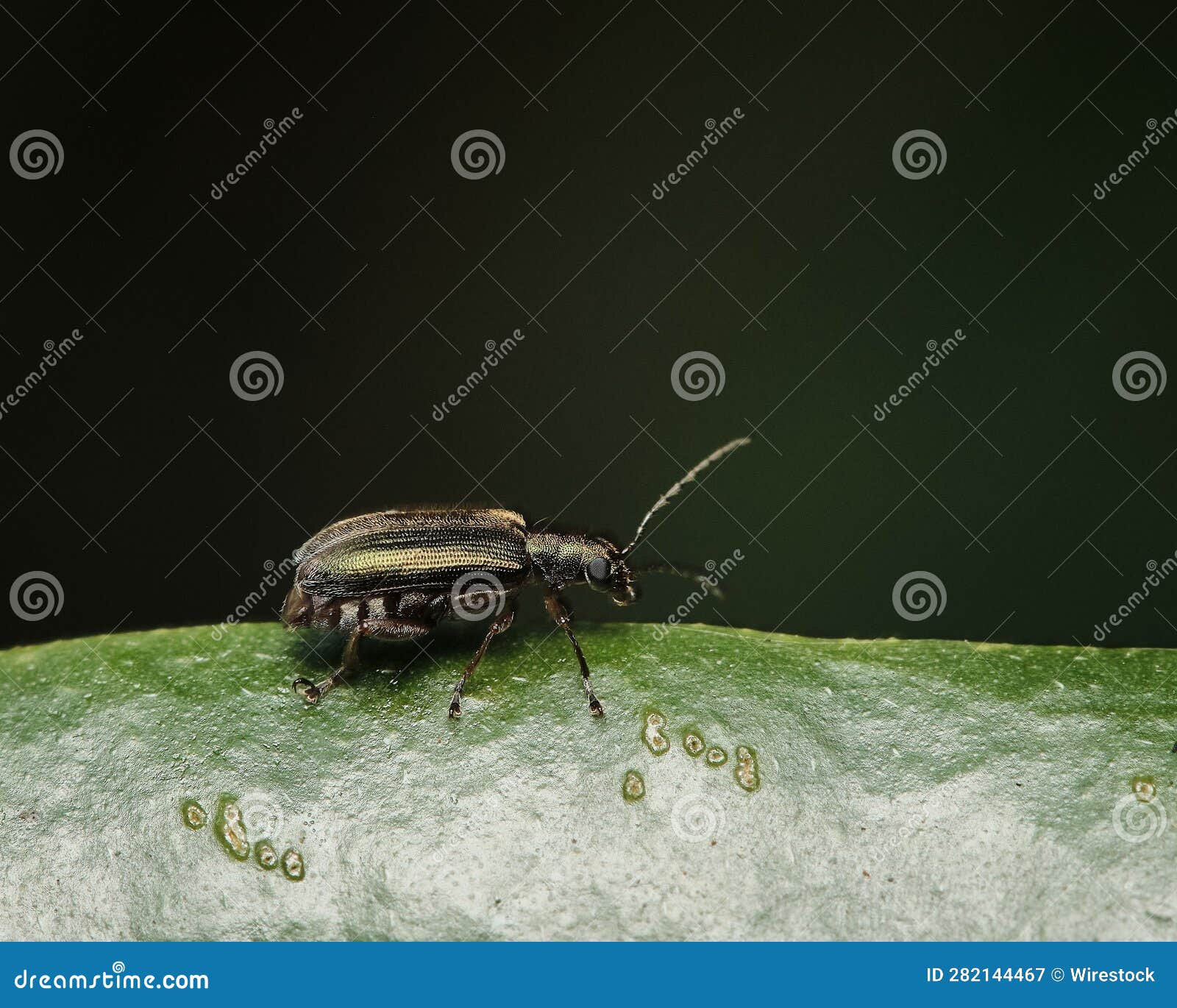 A Beetle on the Tip of a Leaf with Other Small Bugs Crawling Around ...