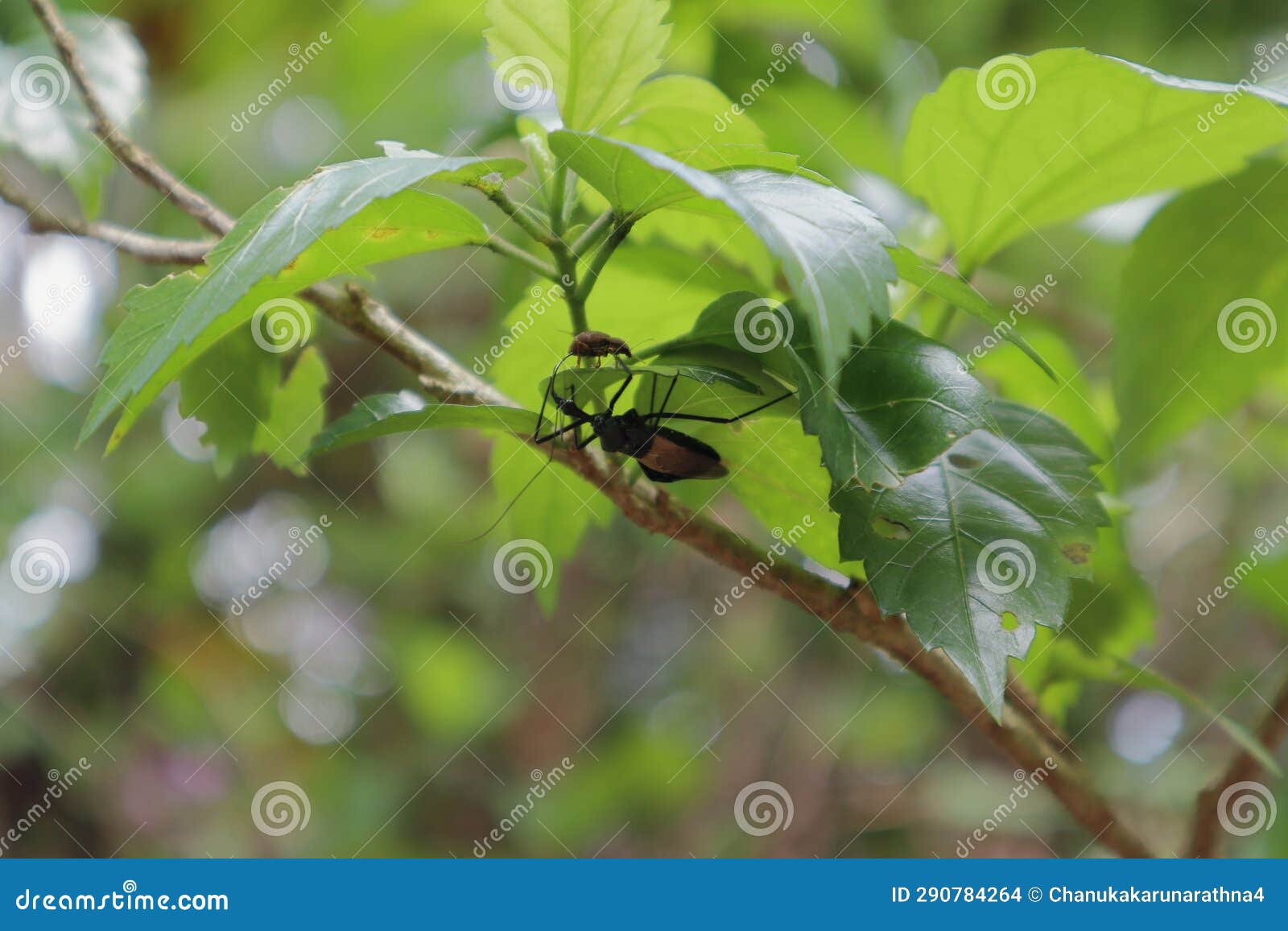 A Beetle on the Top of a Leaf, is Being Attacked by an Assassin Bug ...