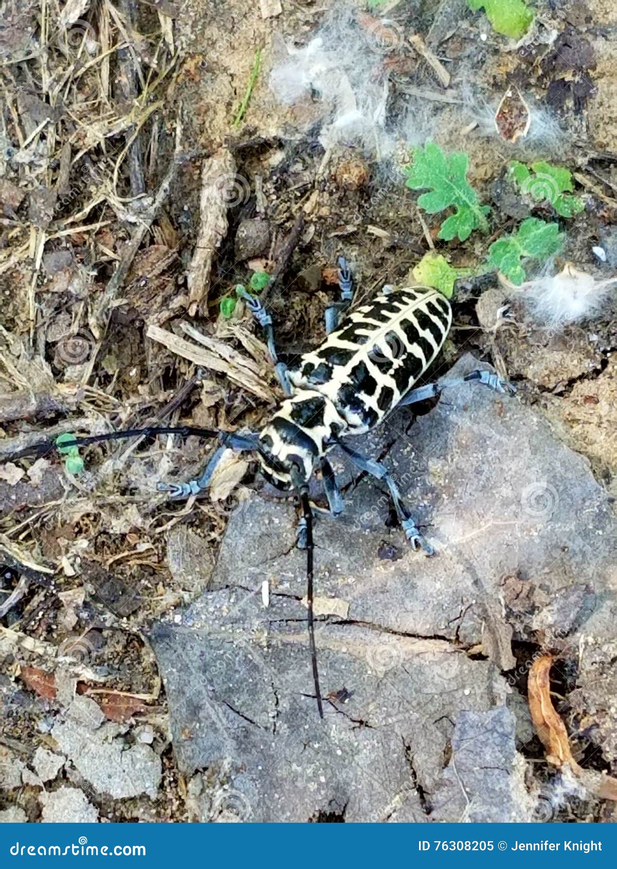 Beetle top view stock image. Image of view, beetle, black - 76308205