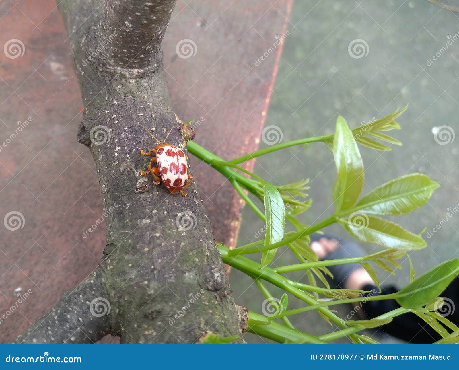 Beetle on a Tree in the Garden. Ladybug on Hog Plum Tree Branch. Stock ...